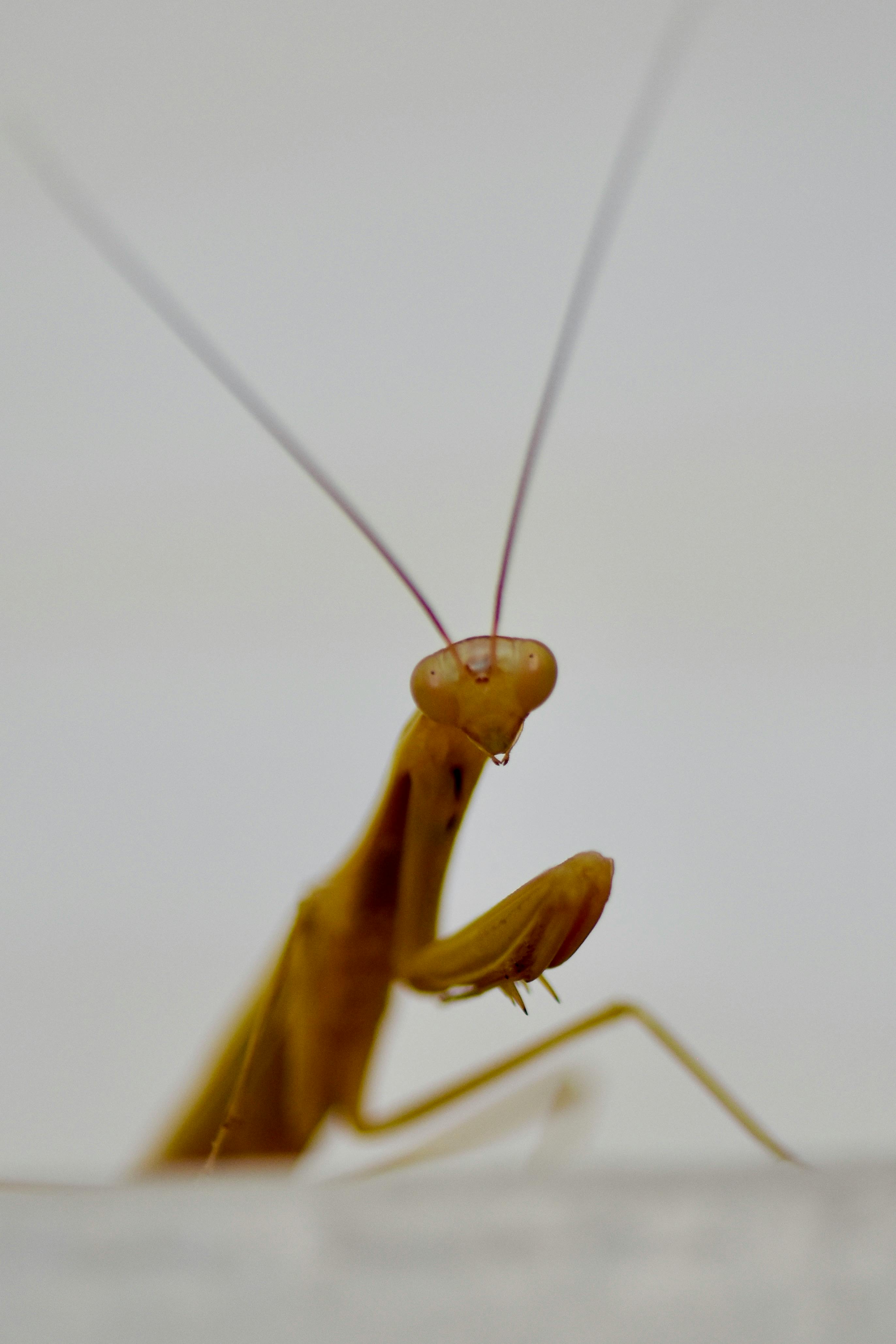 Close-up of a Mantis on Grass · Free Stock Photo