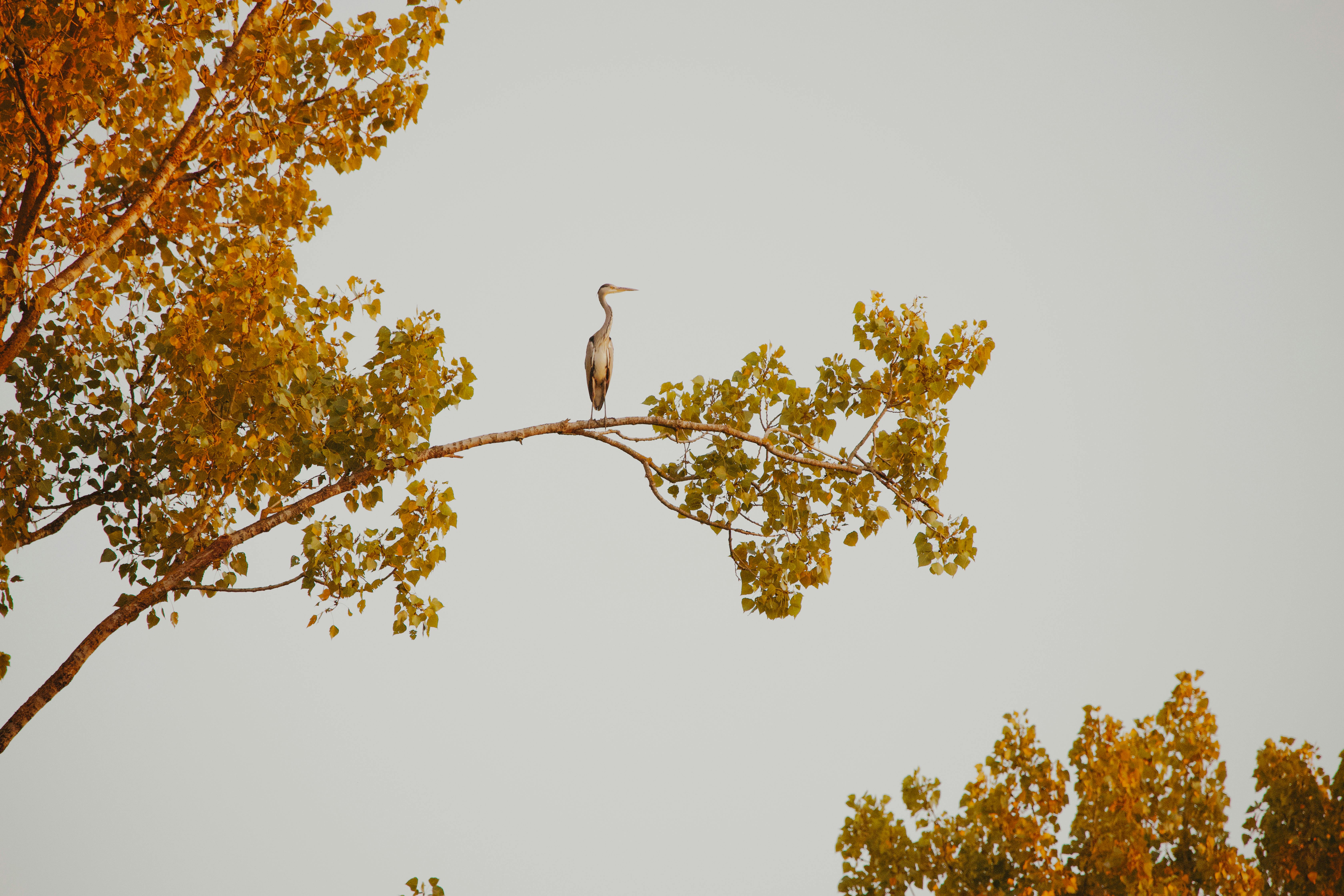 Bird Perched on a Tree Branch · Free Stock Photo