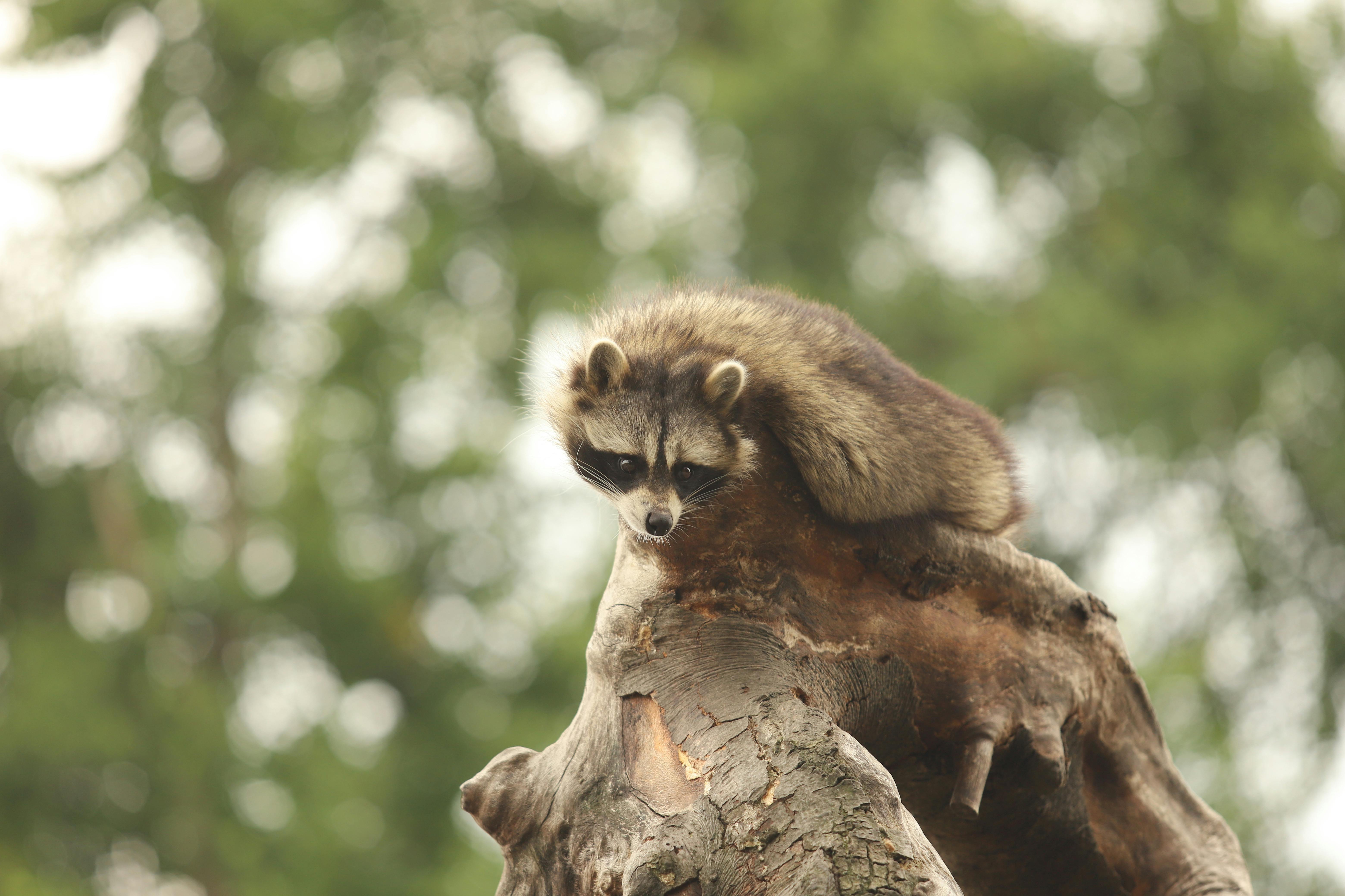Photo of a Raccoon on a Tree · Free Stock Photo
