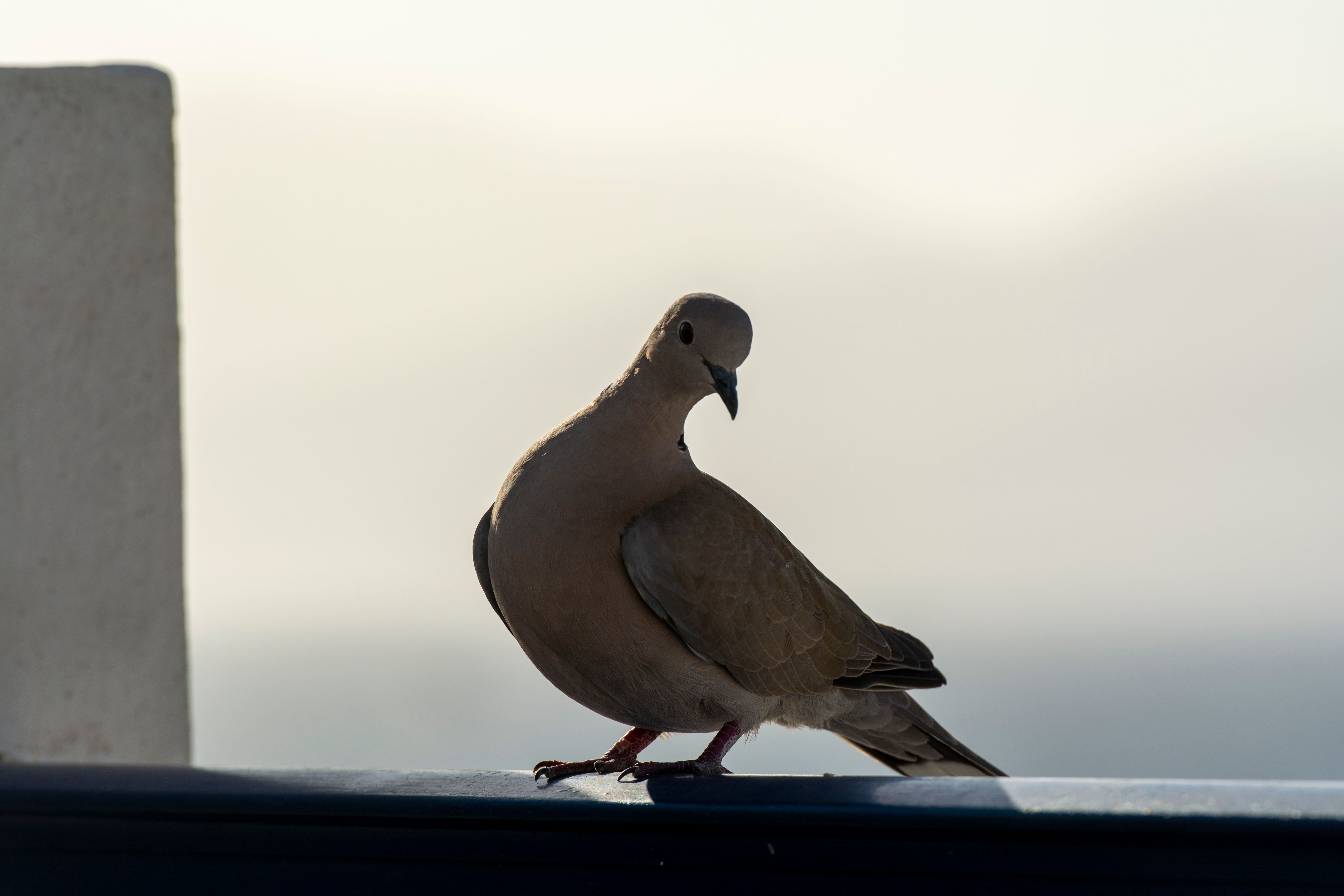 Jawa Bird Photos, Download Free Jawa Bird Stock Photos & HD Images