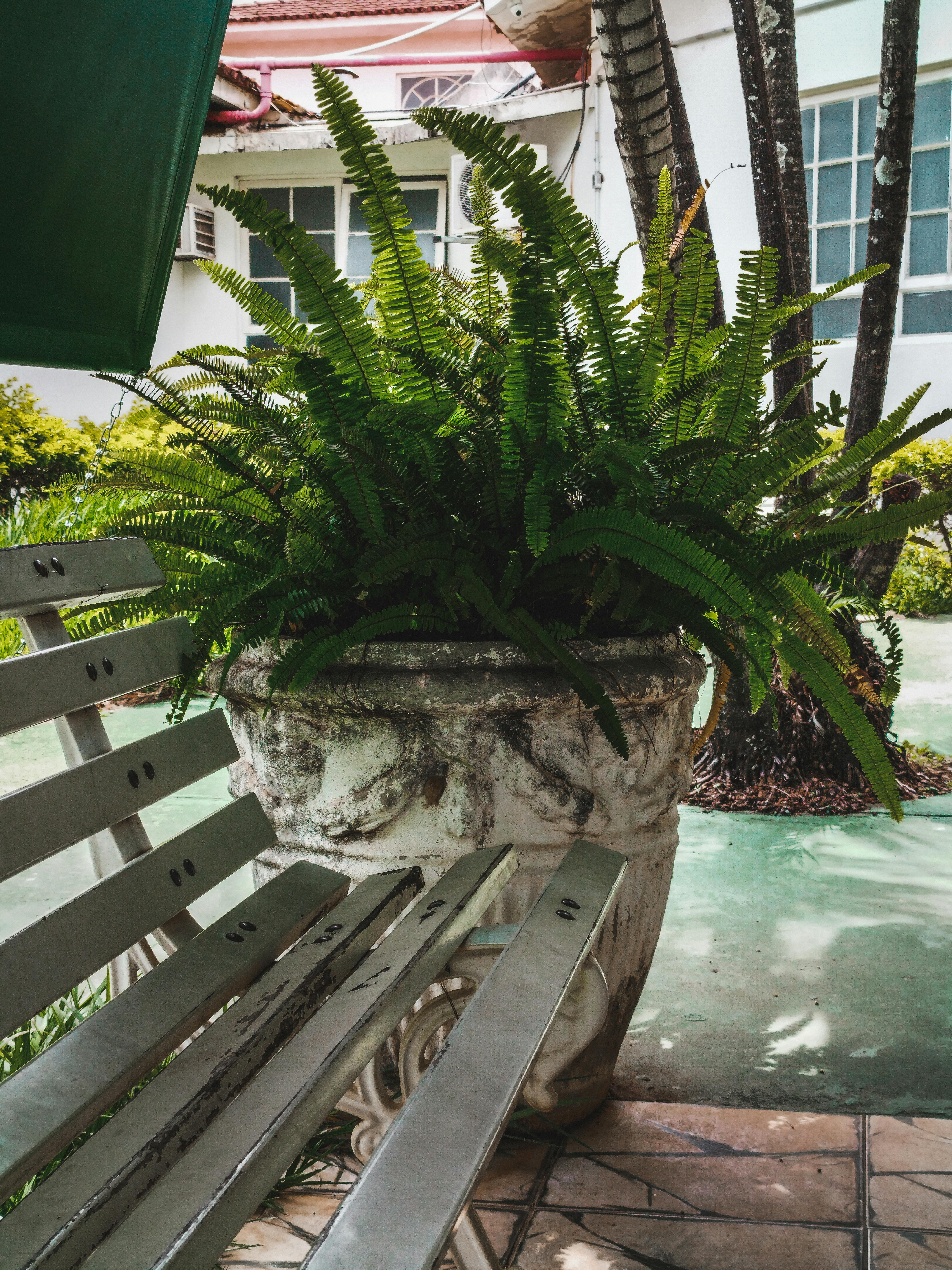 Photo of Fern Plant on Pot near Bench · Free Stock Photo
