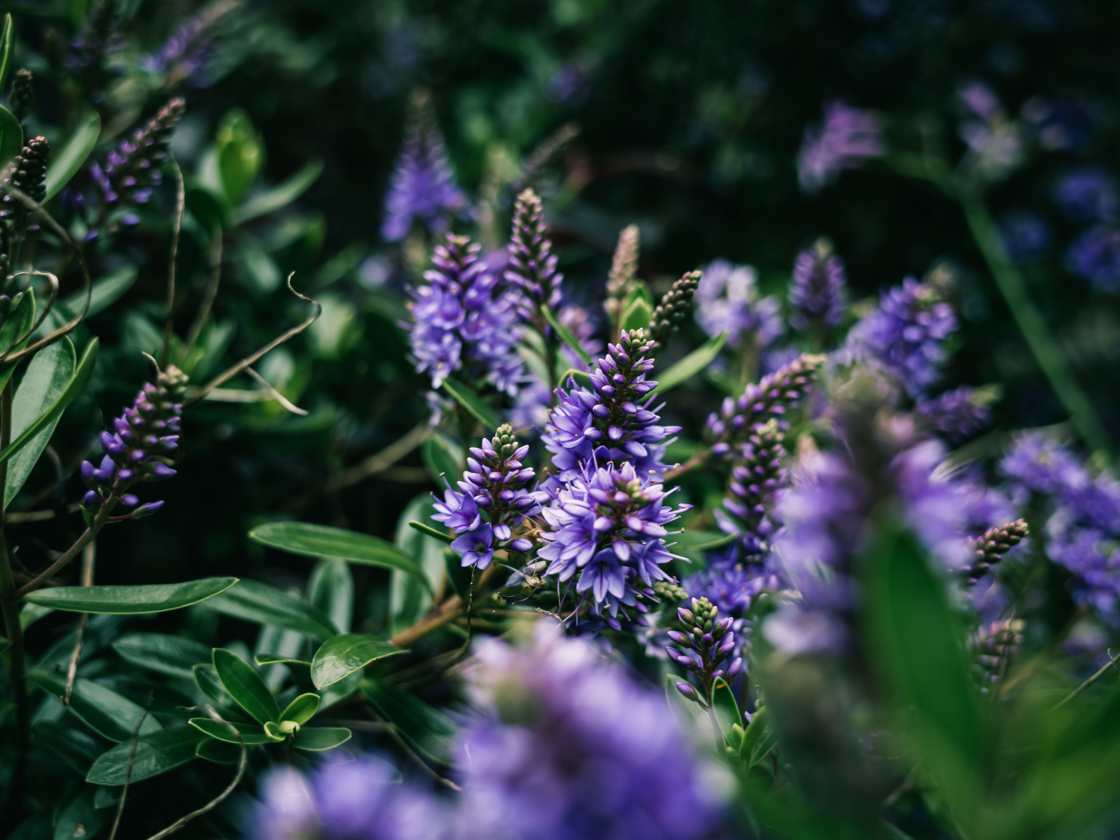 Purple Small Scabious Flowers Growing in Garden · Free Stock Photo