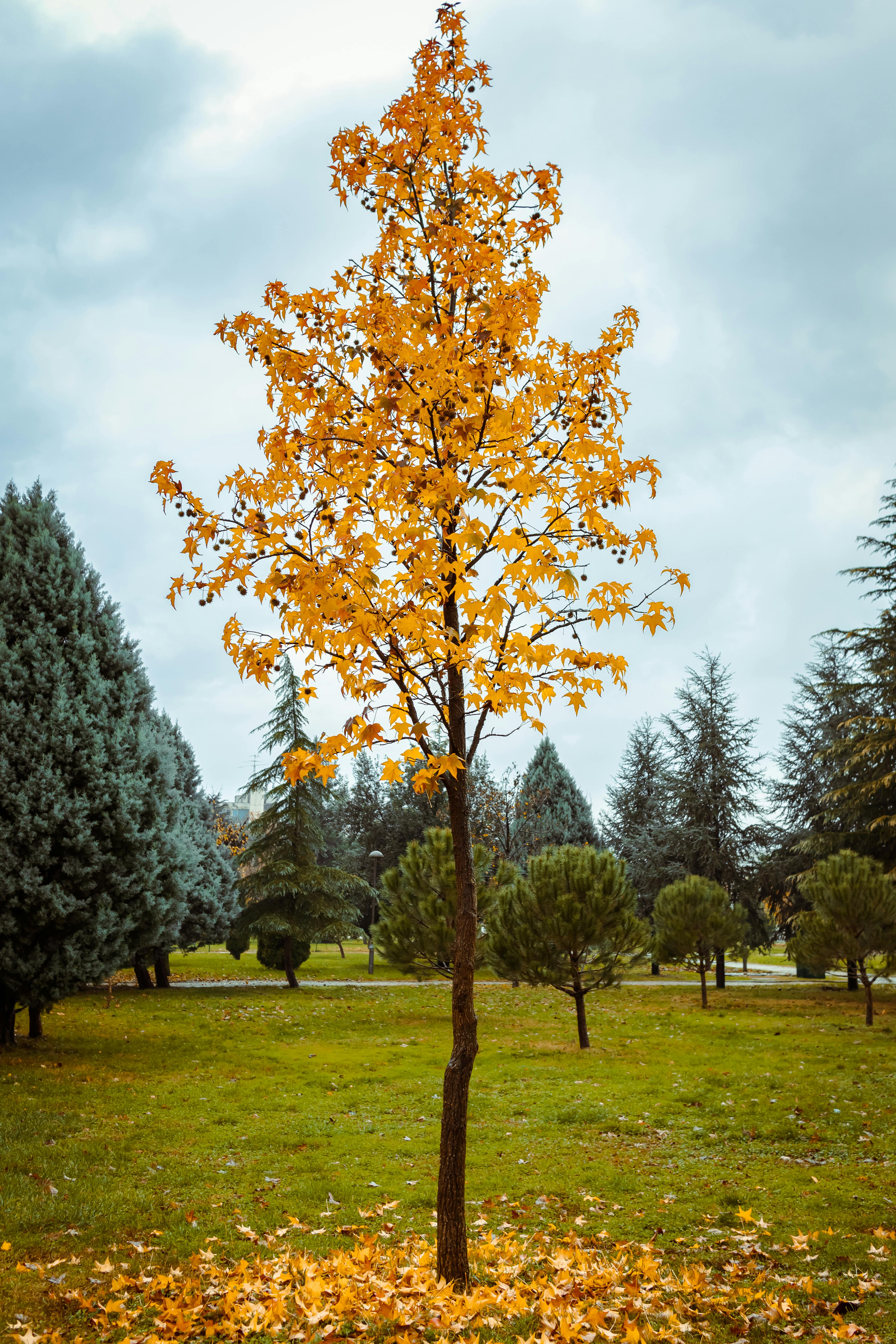 A tree after the rain that radiates autumn colors. · Free Stock Photo
