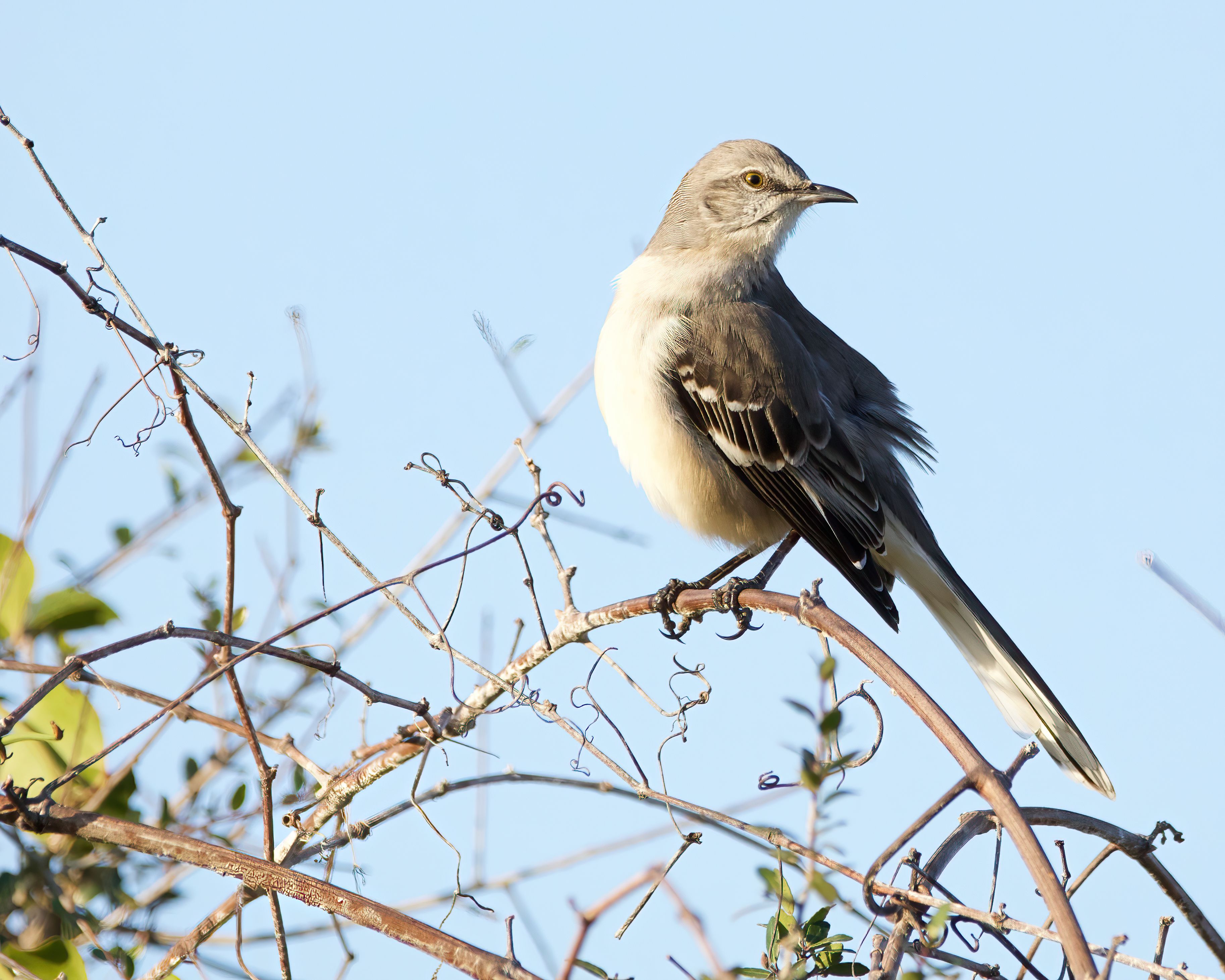 Northern Mockingbird Sitting on Branch · Free Stock Photo