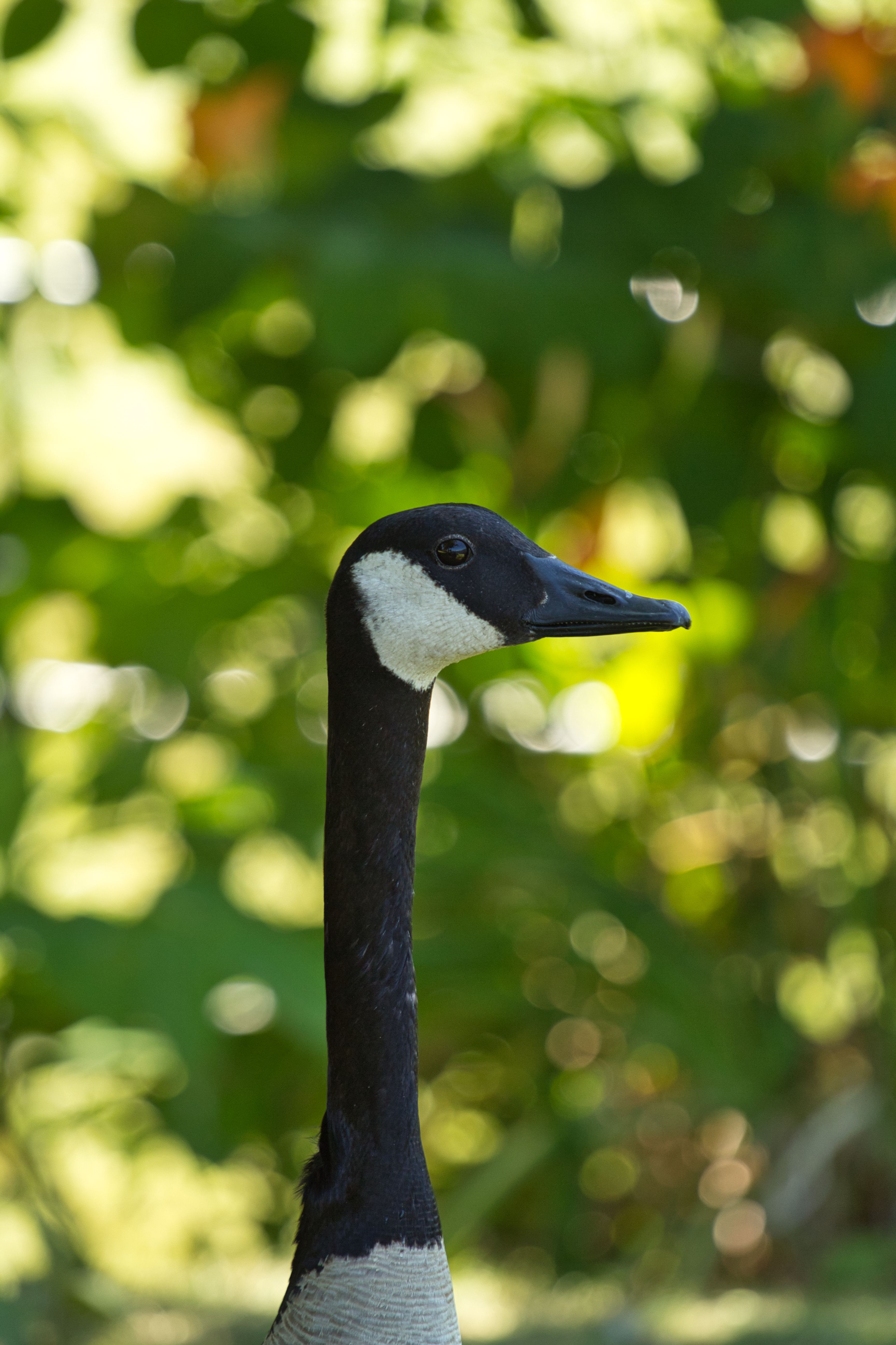 Portrait Photography of Goose · Free Stock Photo