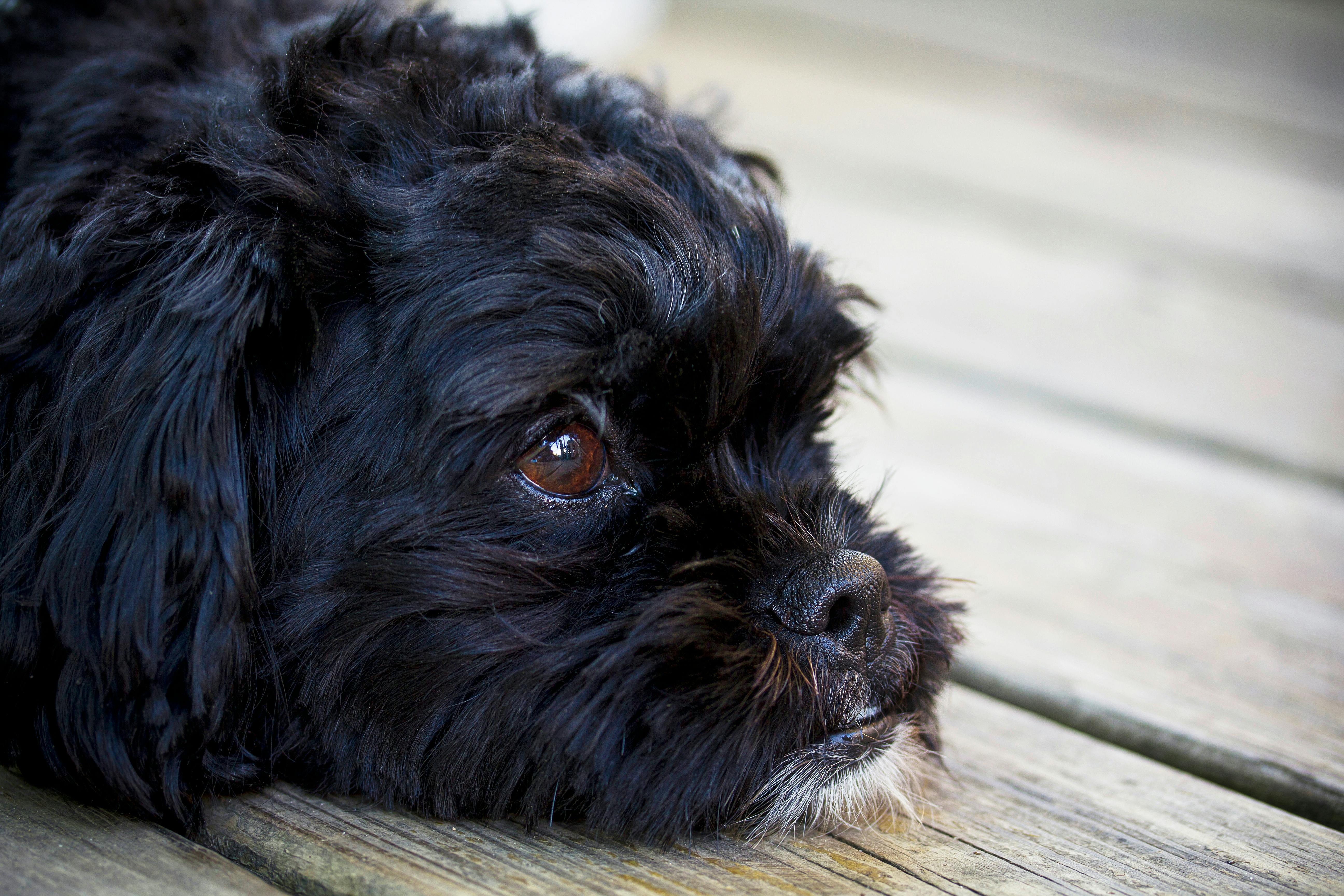 Close-Up Shot of a Dog · Free Stock Photo