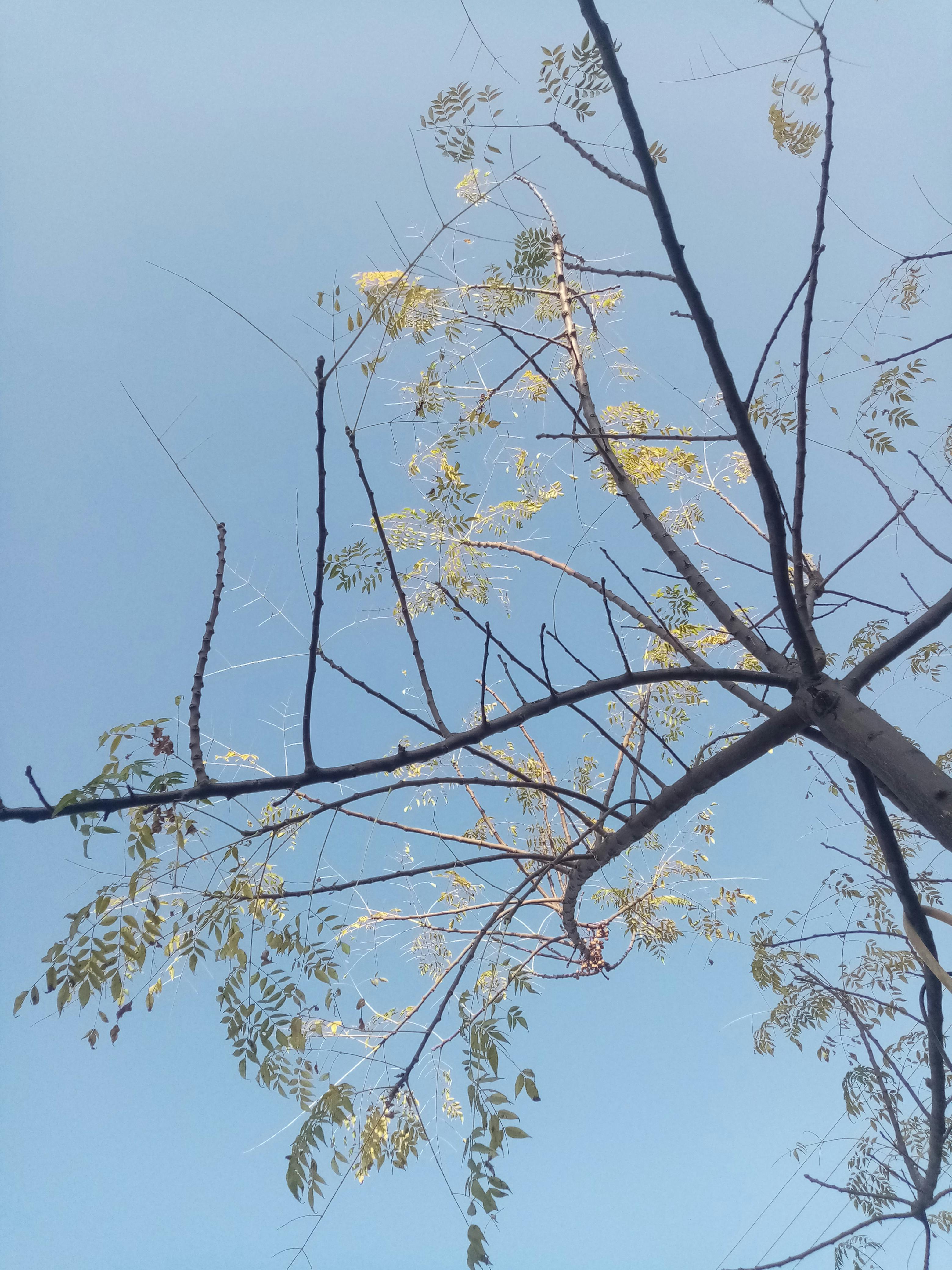 Withered Leaves on a Tree Branch · Free Stock Photo