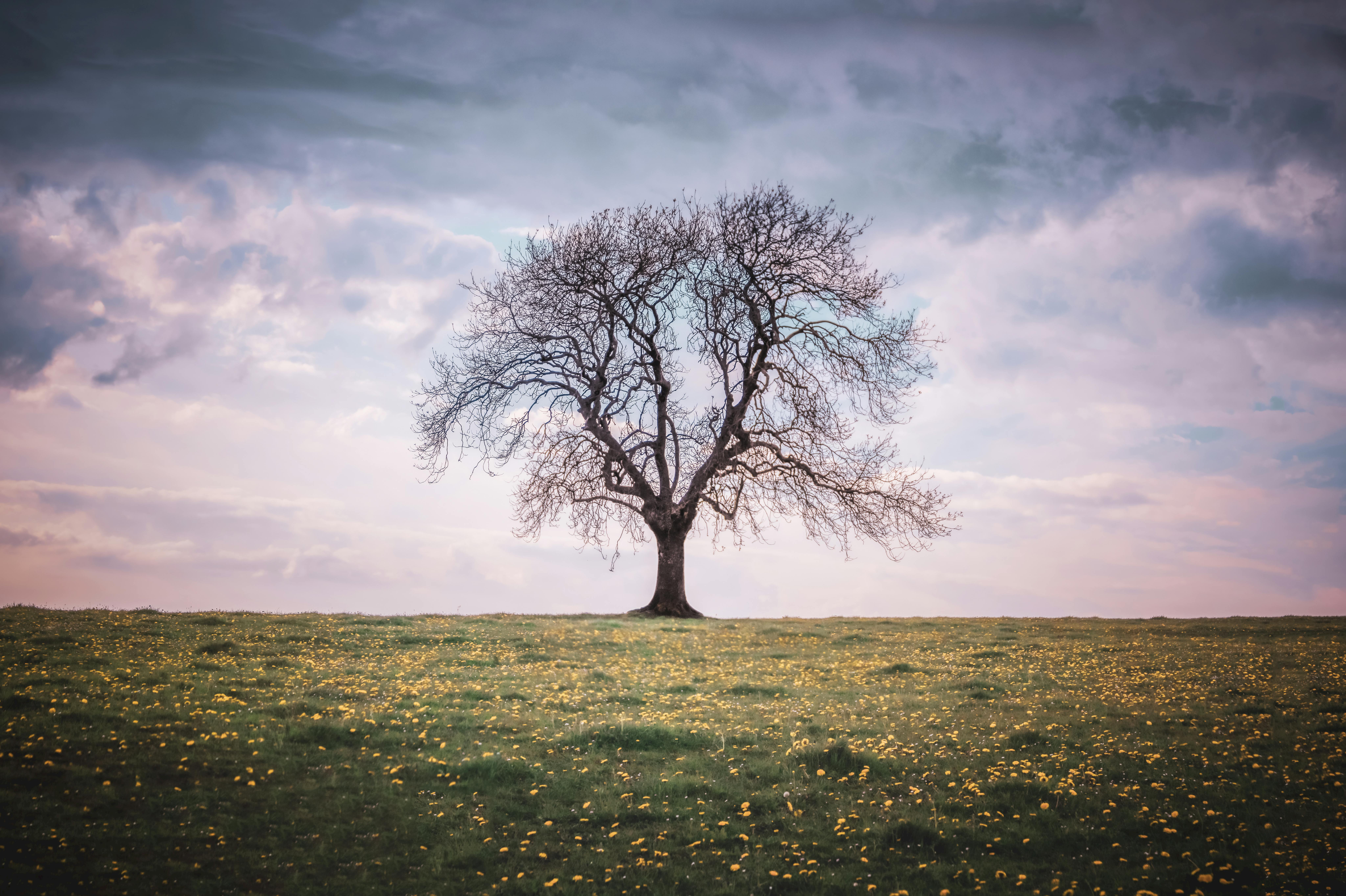 Green Leafed Tree · Free Stock Photo