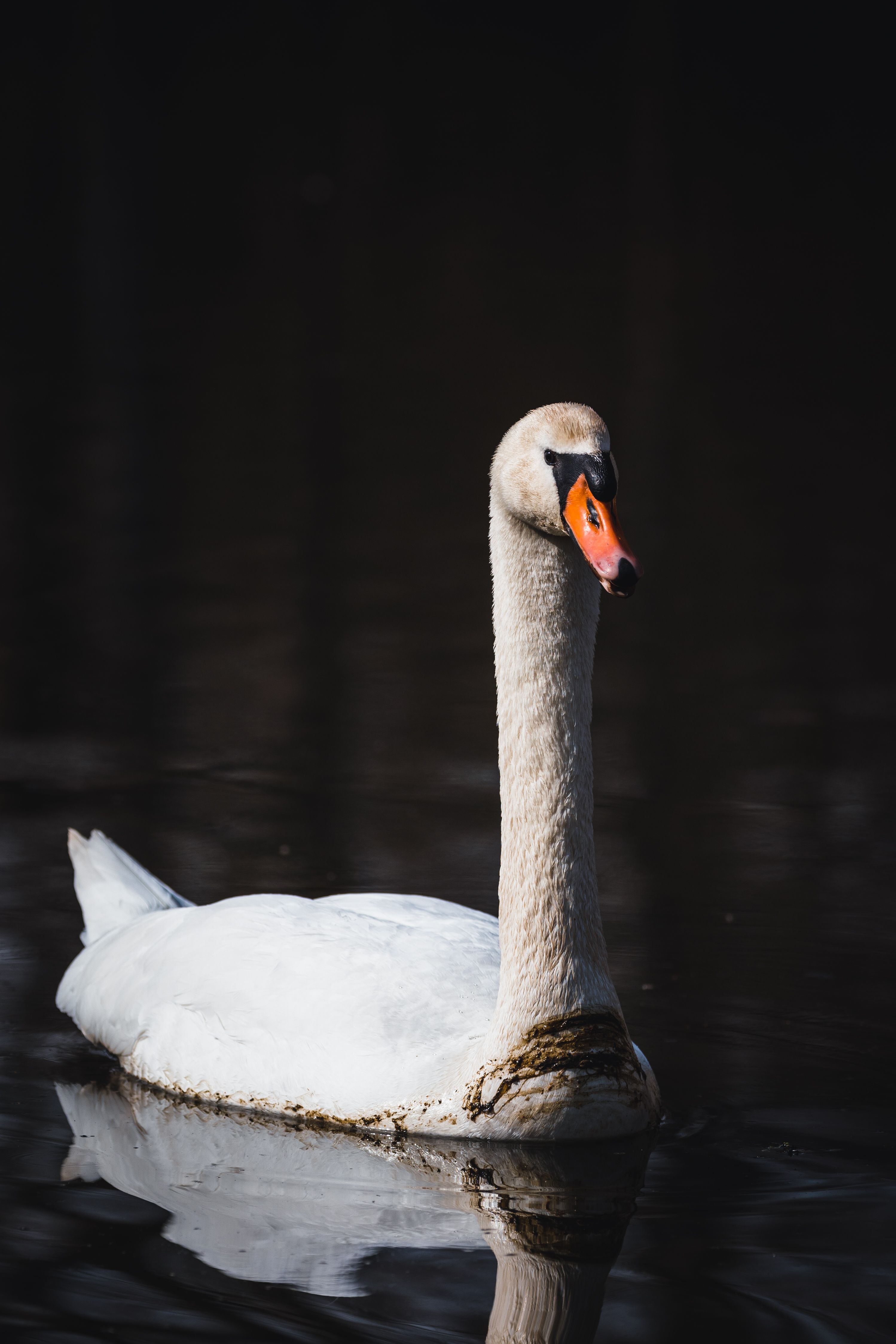 Bangladeshi Swan Photos, Download Free Bangladeshi Swan Stock Photos ...