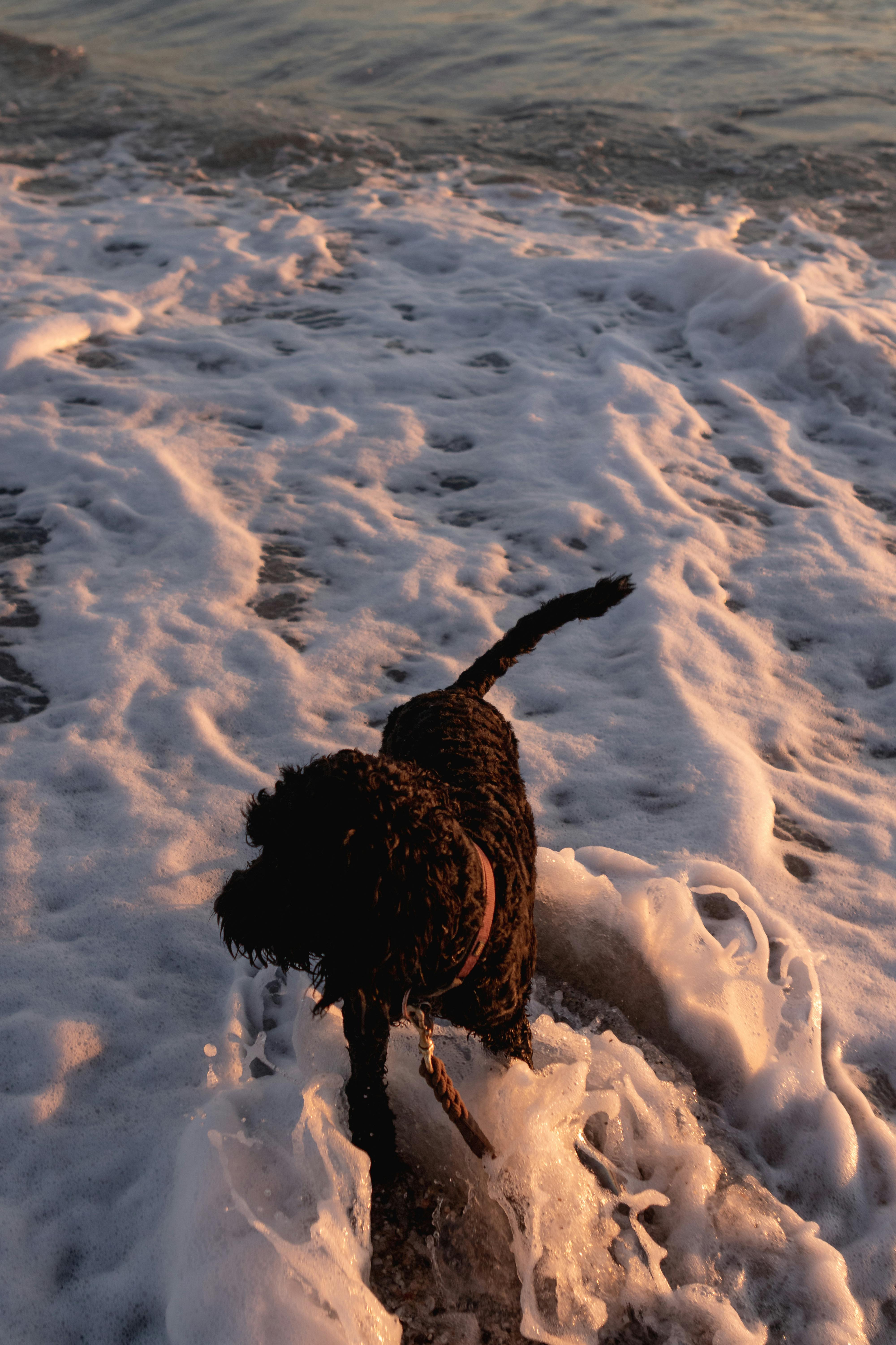 Dog Foaming Photos, Download The BEST Free Dog Foaming Stock Photos ...