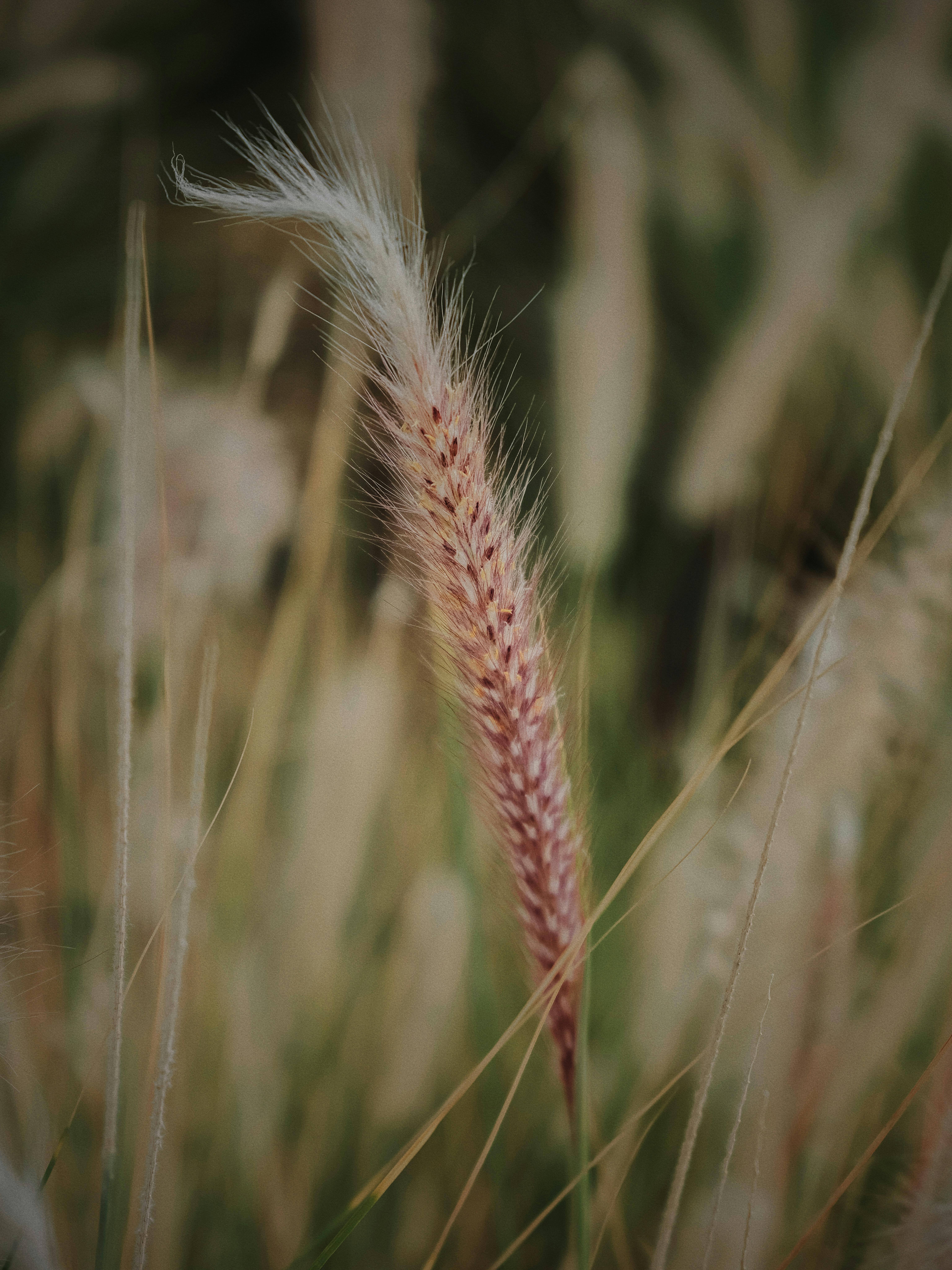 Fender Rush Photos, Download The BEST Free Fender Rush Stock Photos ...