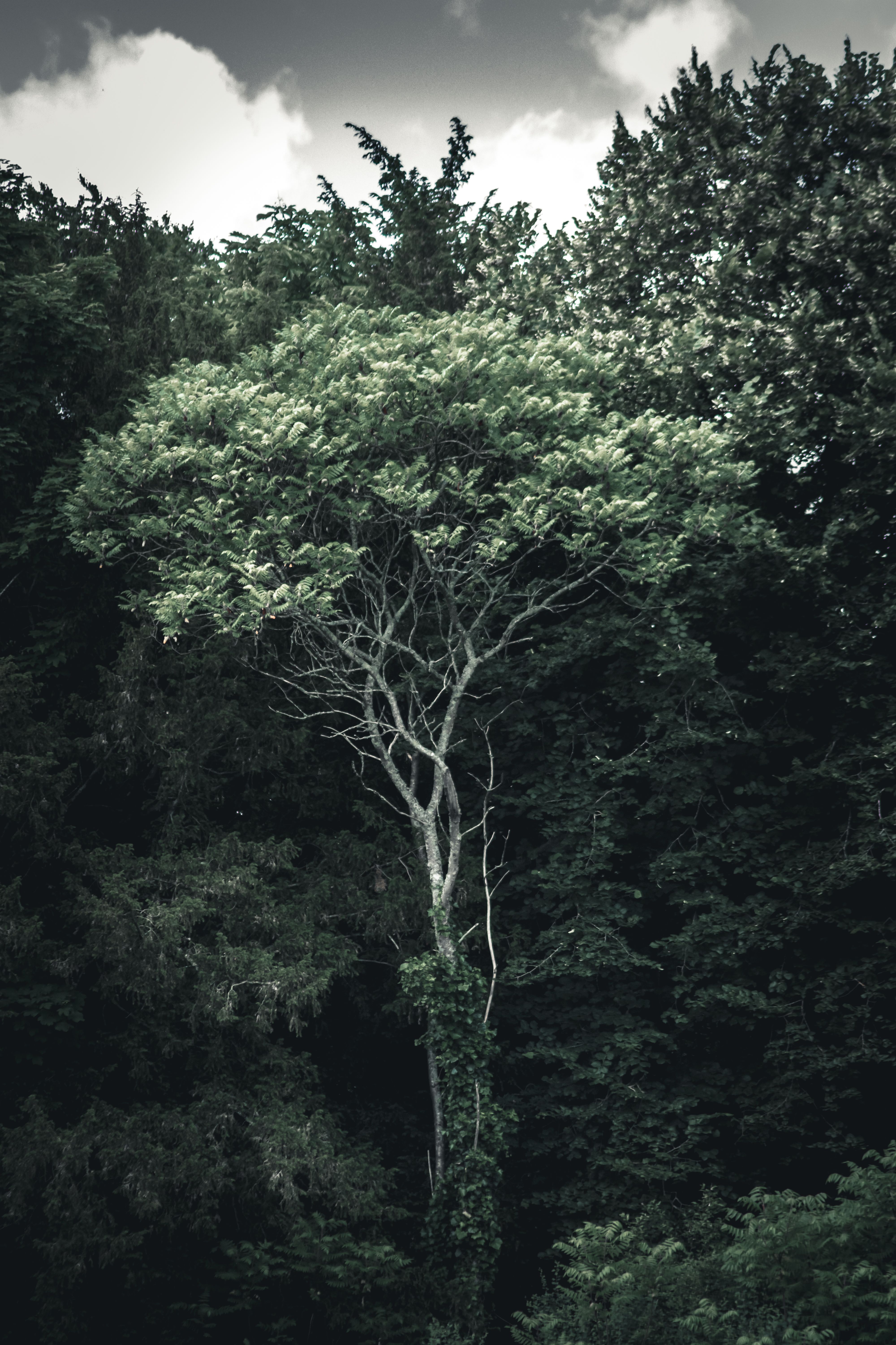 Fantasy Deciduous Forest · Free Stock Photo