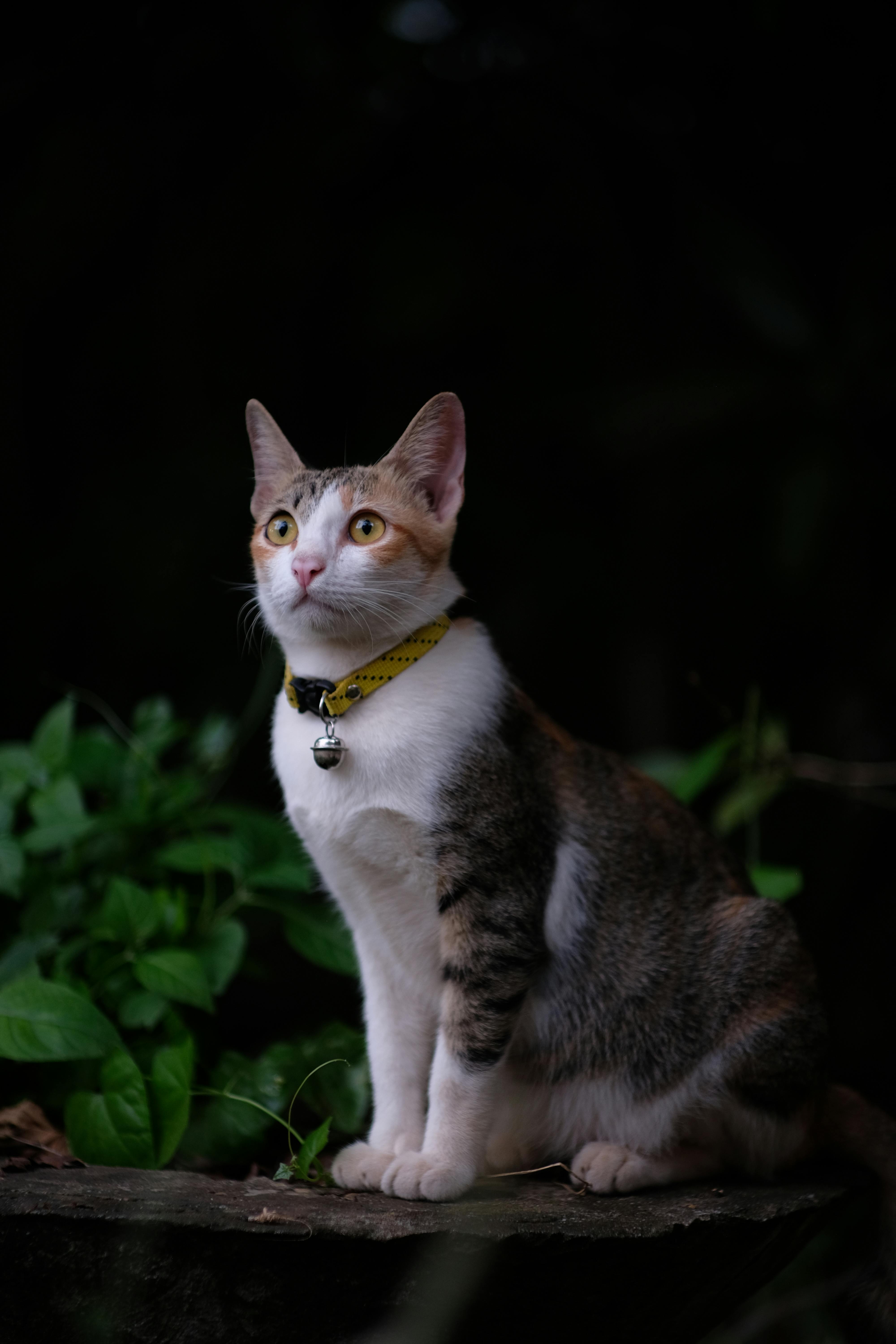 Startled Cat with Collar · Free Stock Photo