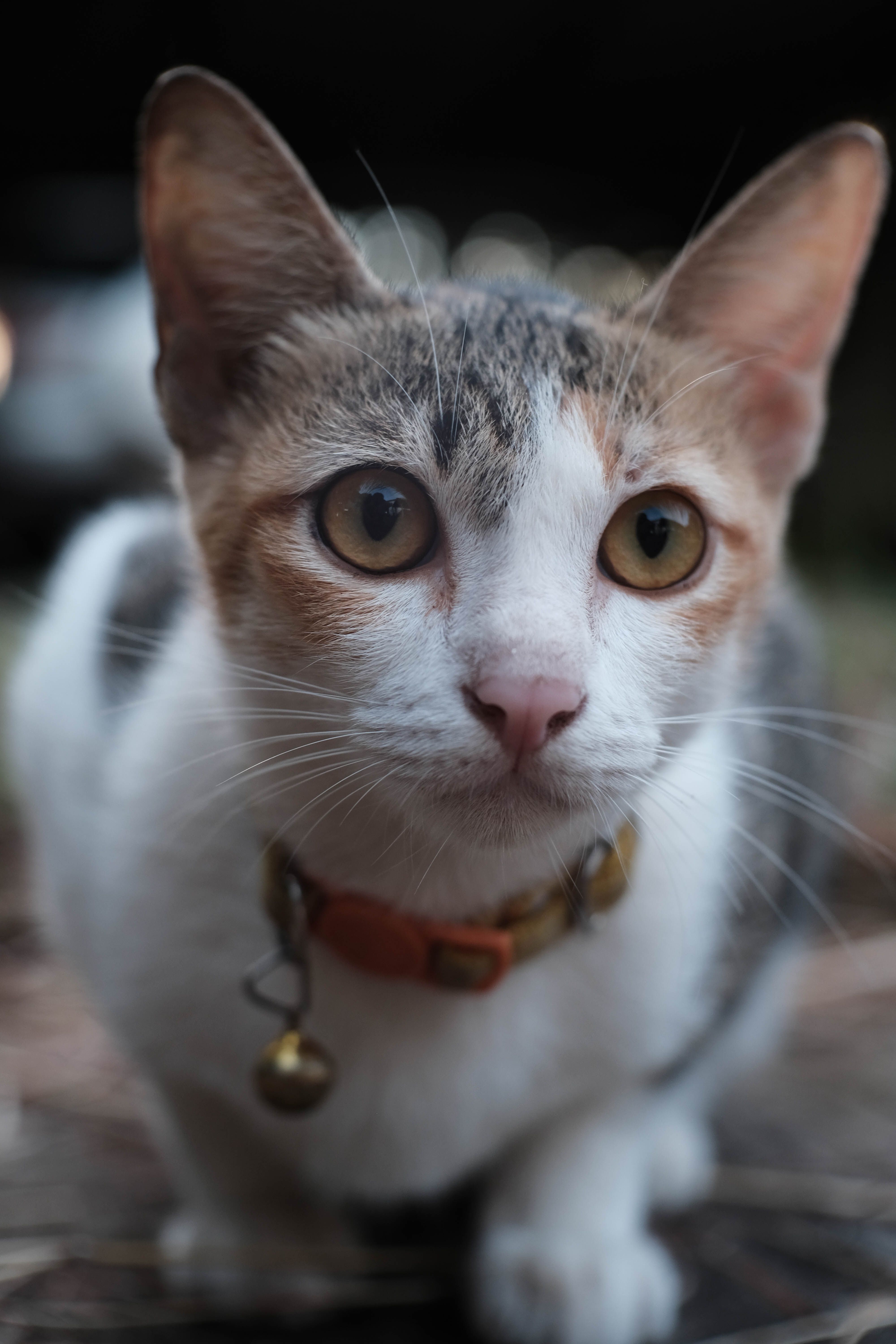 Cat on White Background · Free Stock Photo