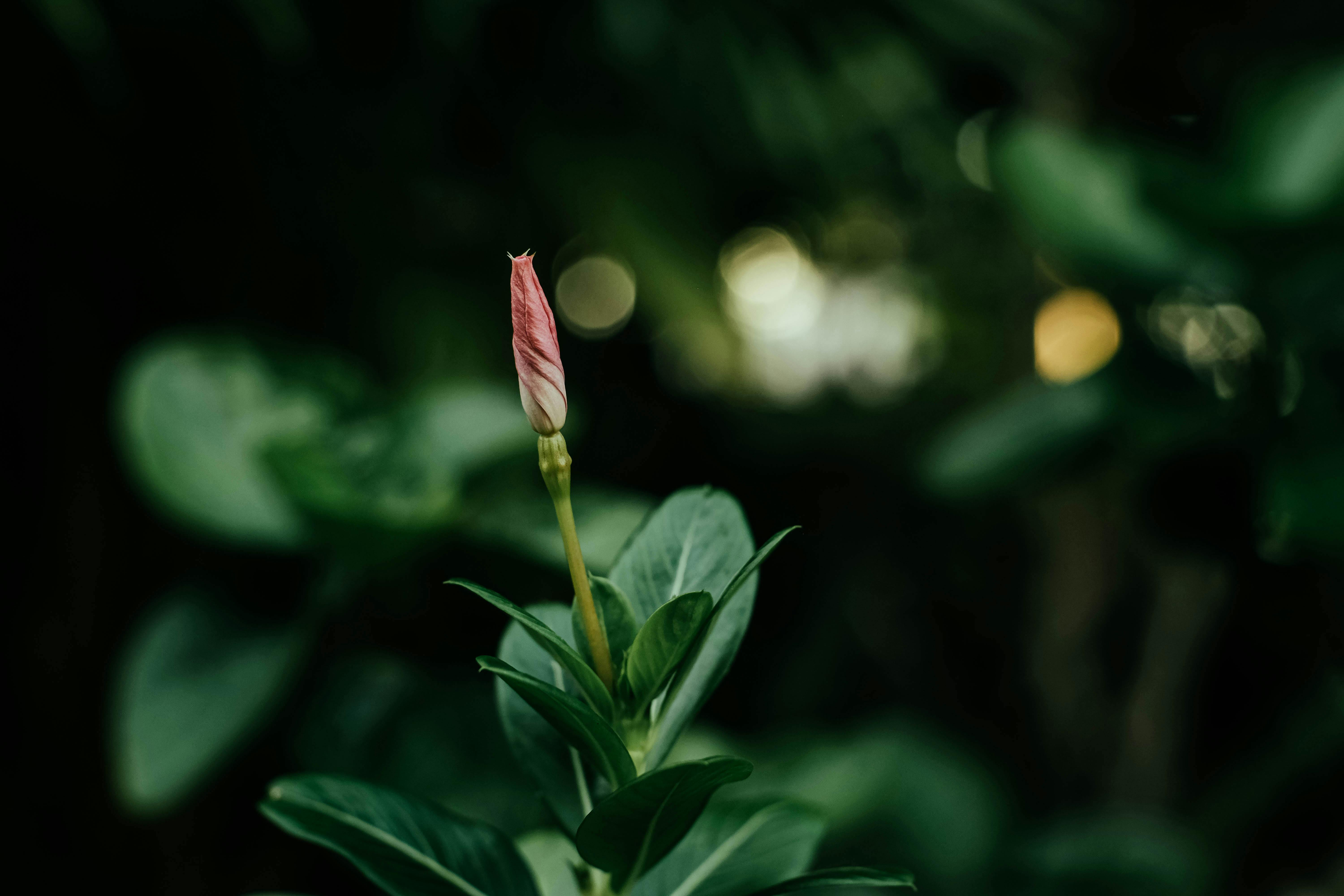 Photo of a Blooming Flower Bud · Free Stock Photo