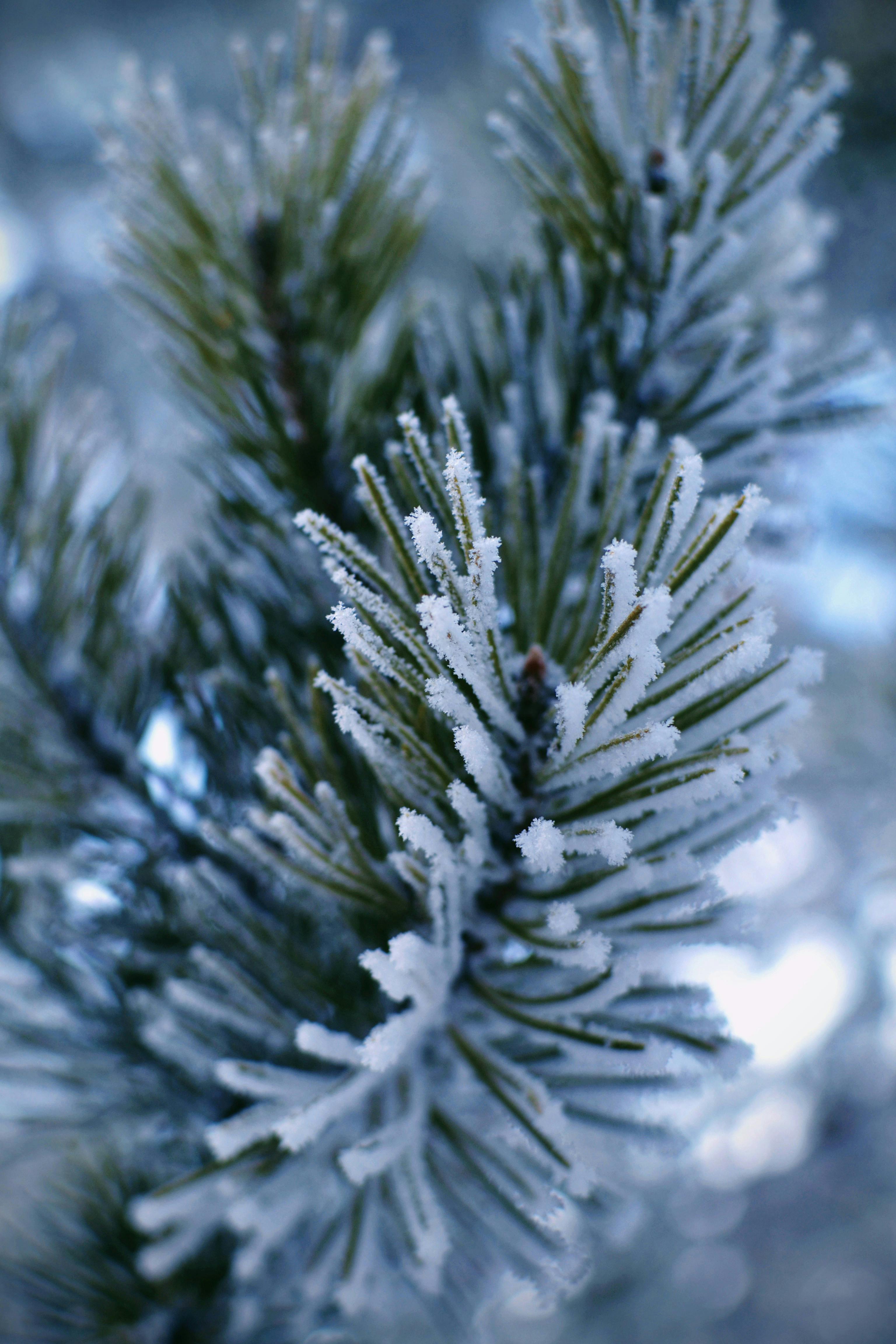 Ice Shard Photos, Download The BEST Free Ice Shard Stock Photos & HD Images