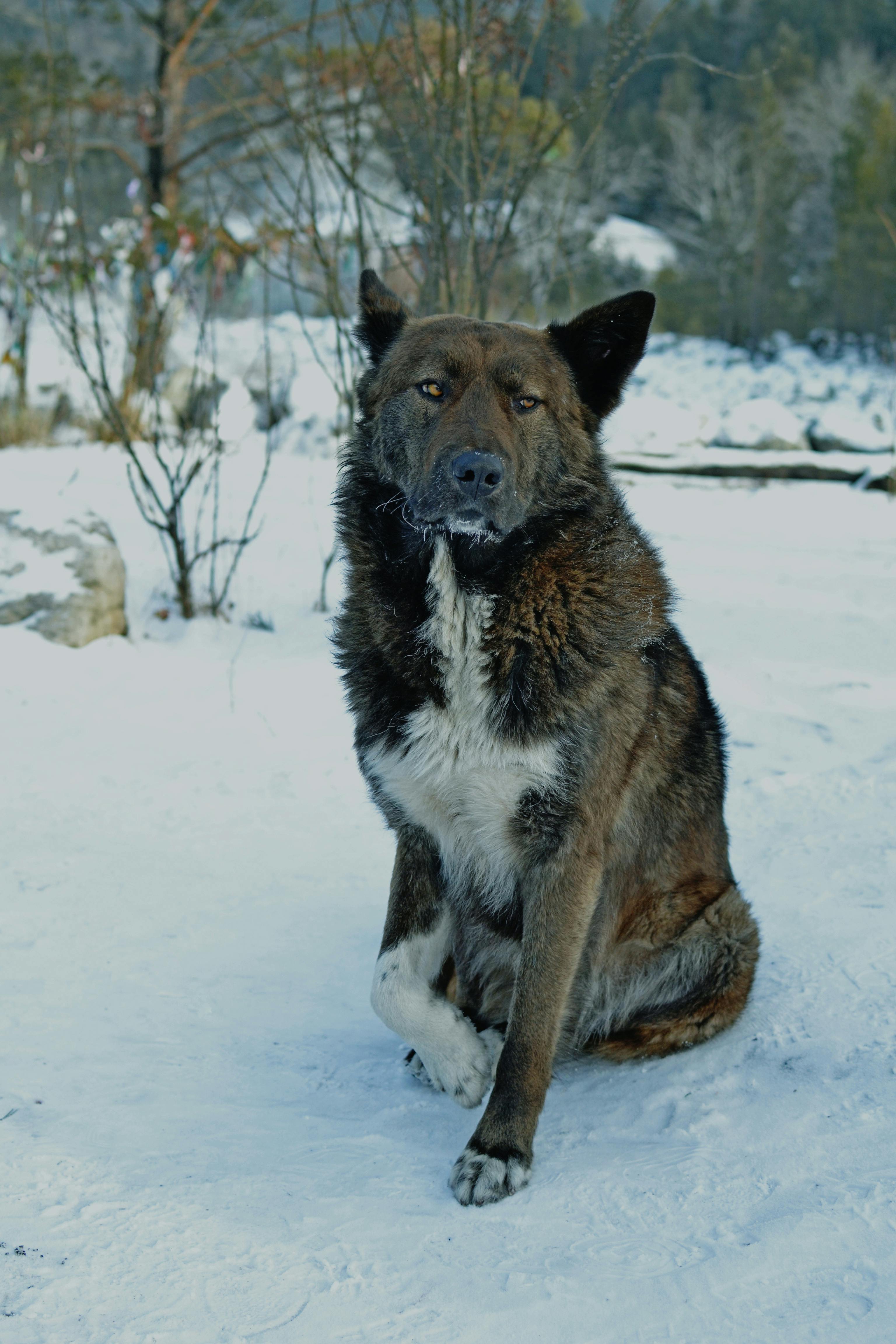 Big Dog Sitting on Snow · Free Stock Photo