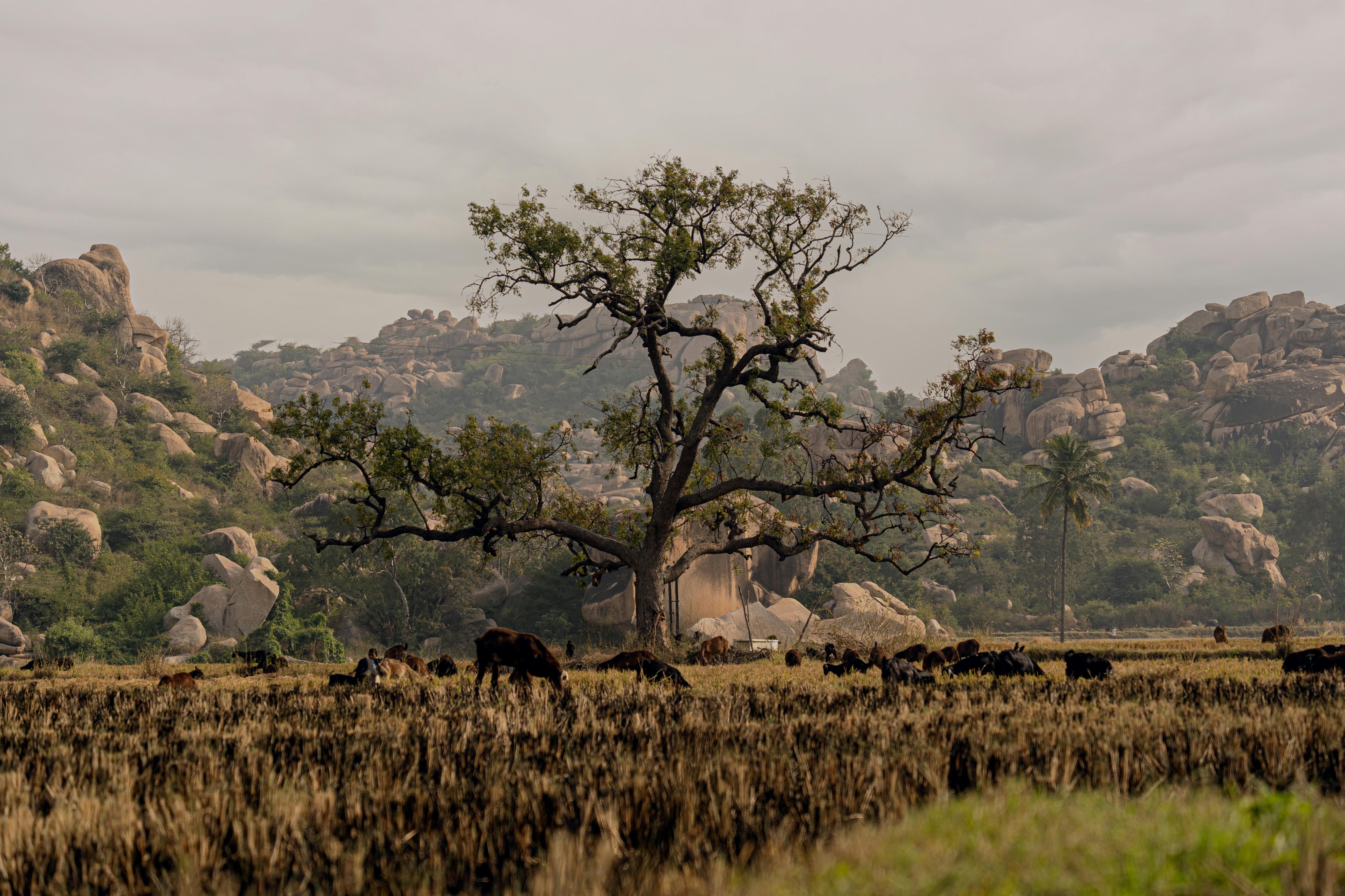 Big Tree on Savannah · Free Stock Photo