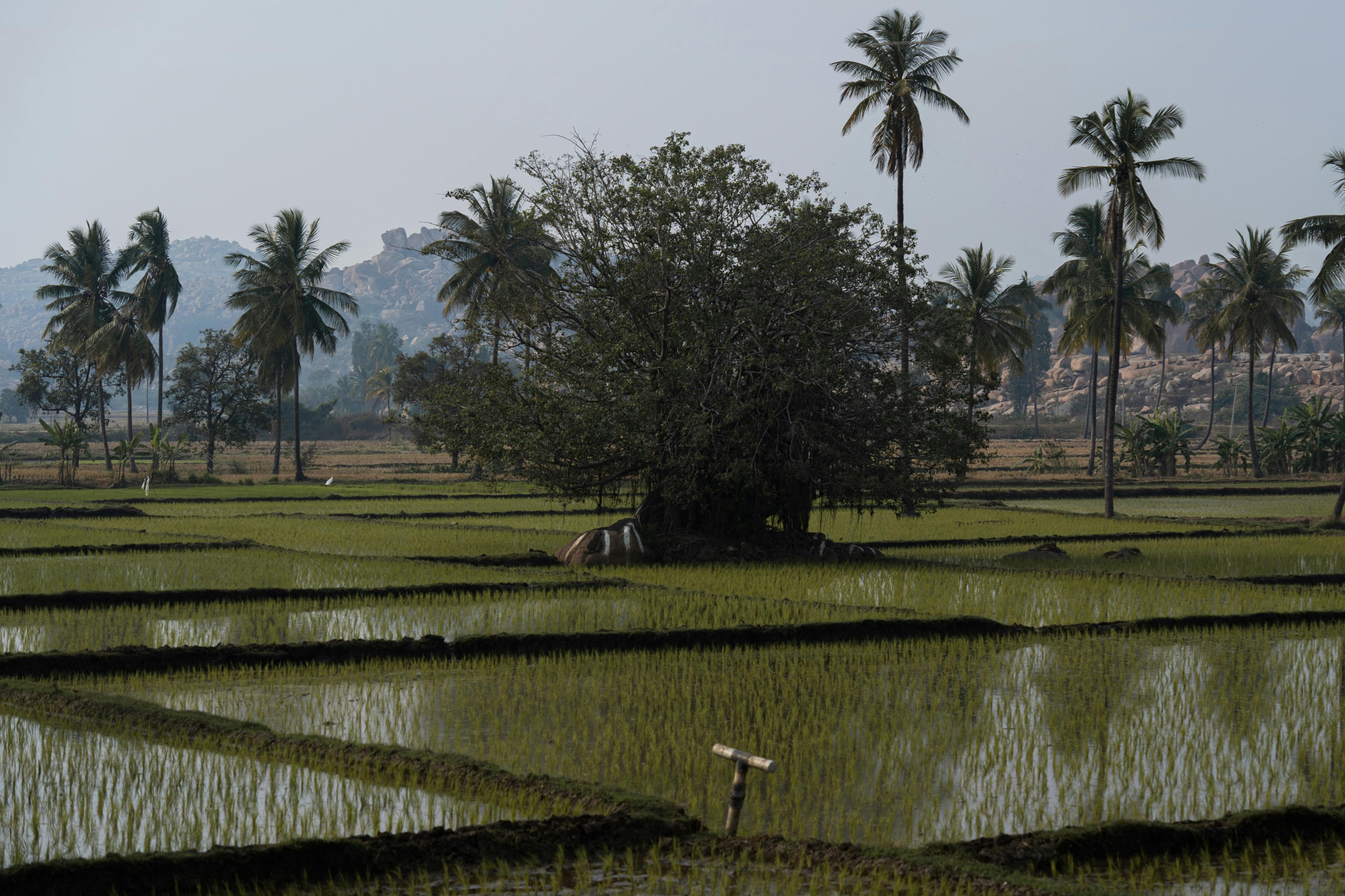 Rice Fields in Forest · Free Stock Photo
