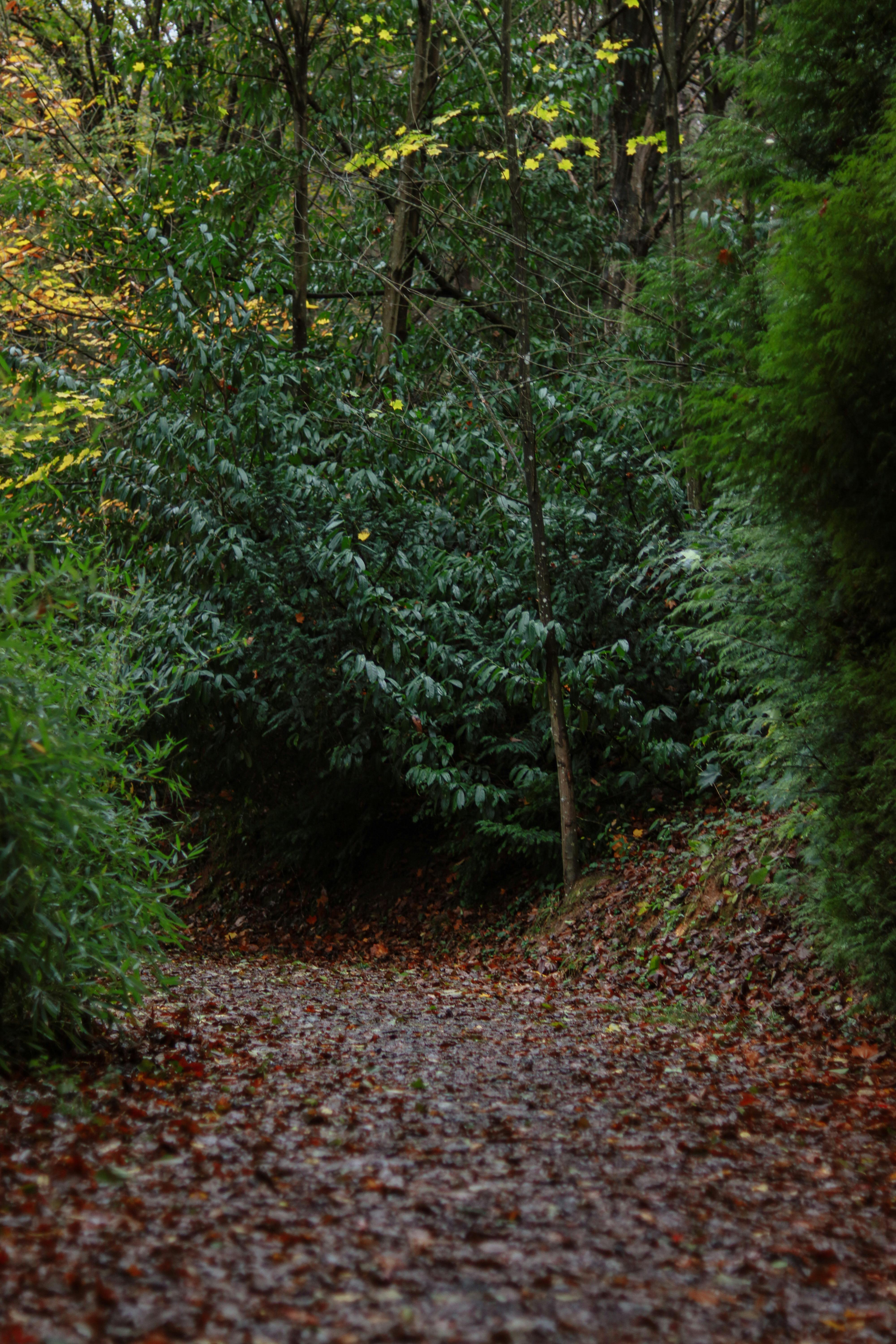 A Pathway in a Forest · Free Stock Photo