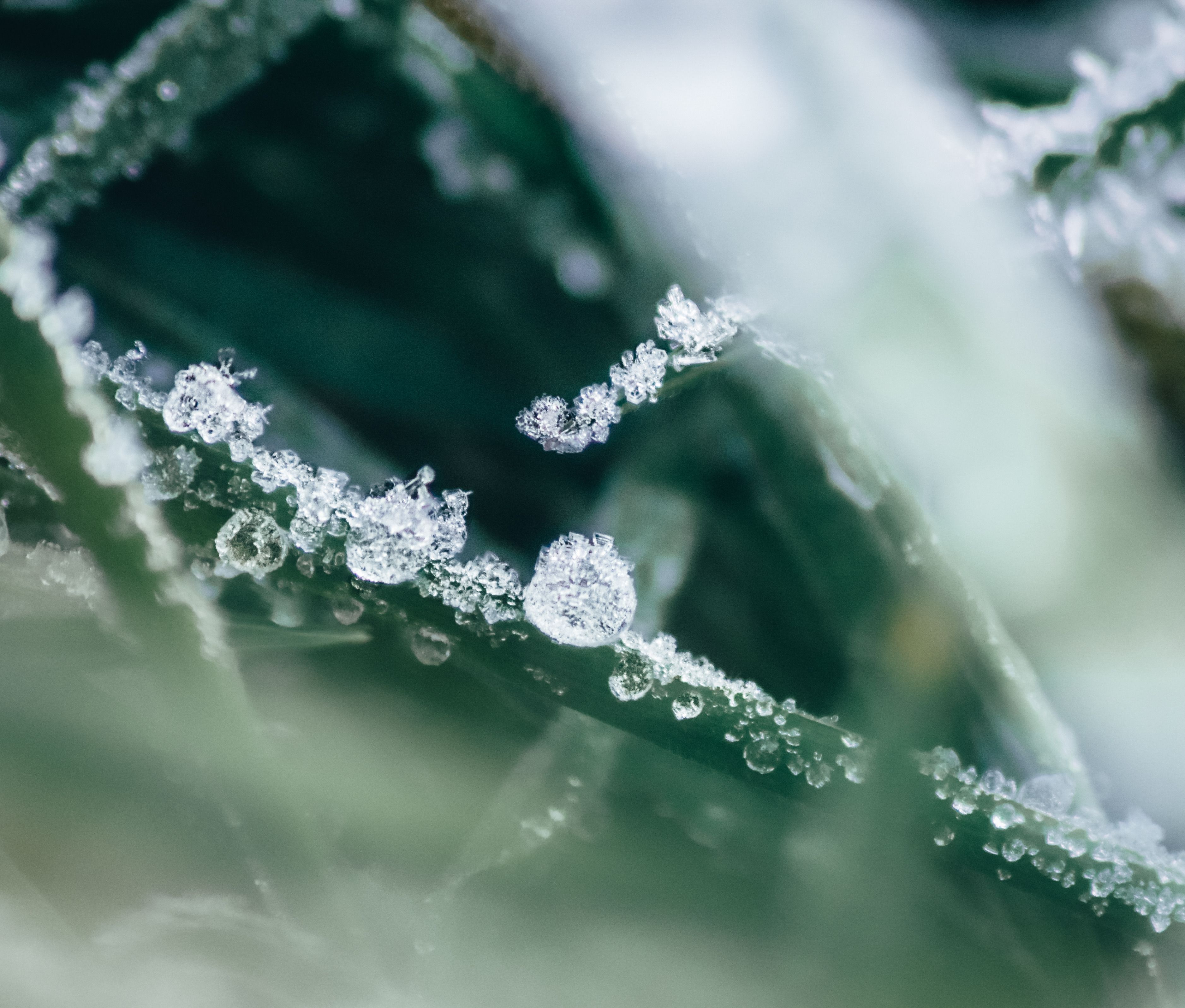 Frost on grass and leaves with water droplets · Free Stock Photo