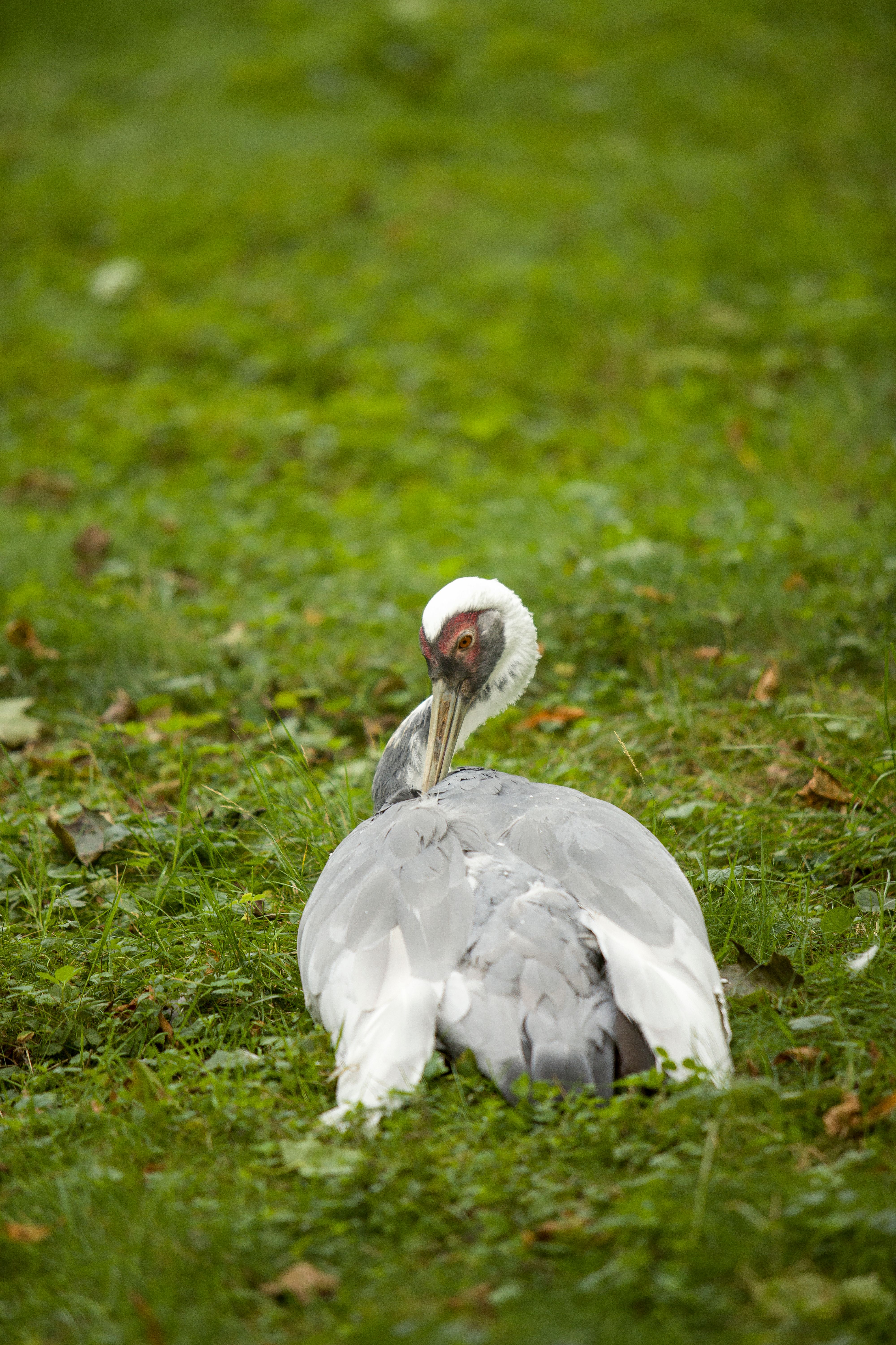 Close-up of a White-naped Crane Sitting on the Grass · Free Stock Photo