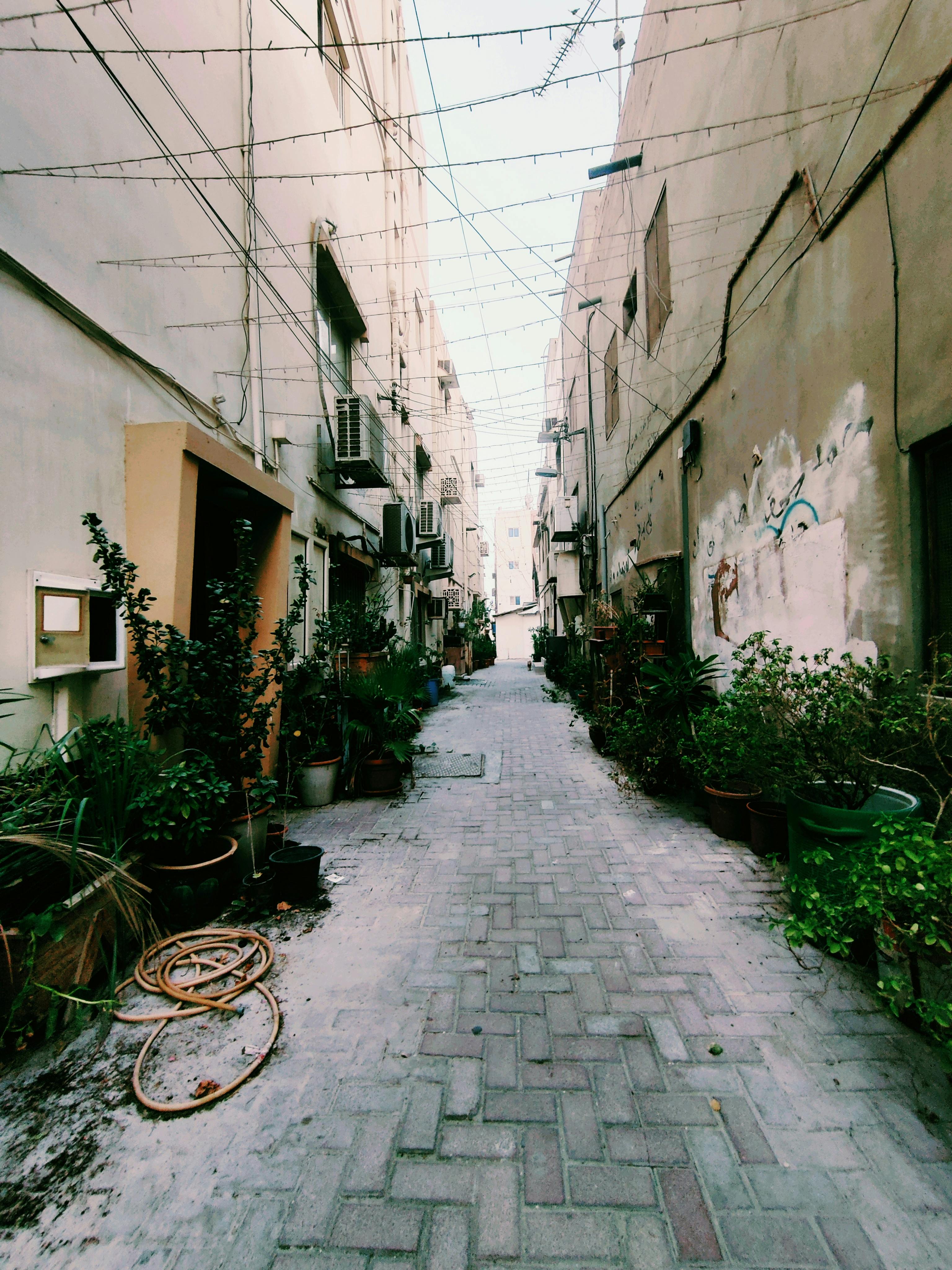 Trees near Building · Free Stock Photo