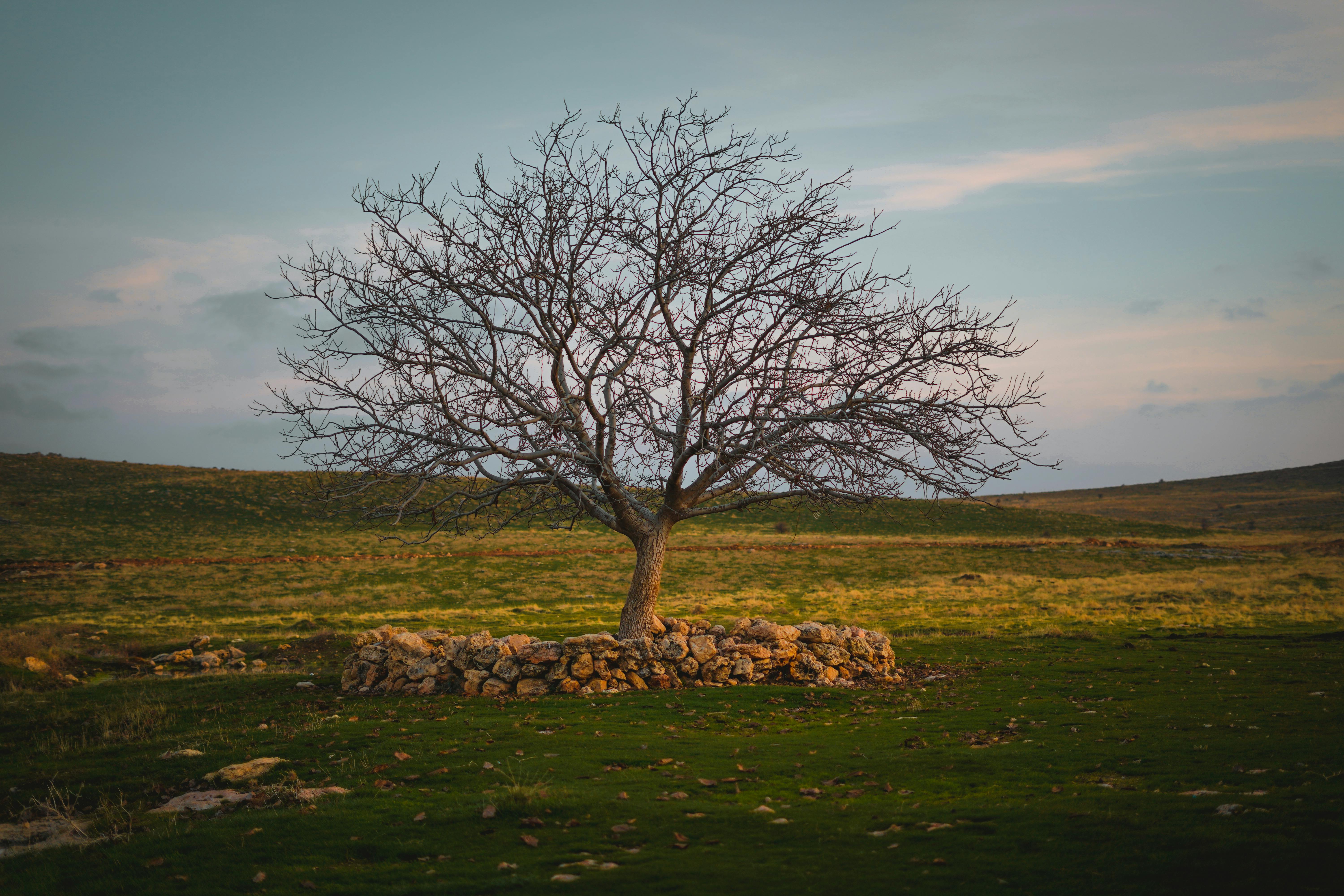 Enclosed Tree Photos, Download The BEST Free Enclosed Tree Stock Photos ...