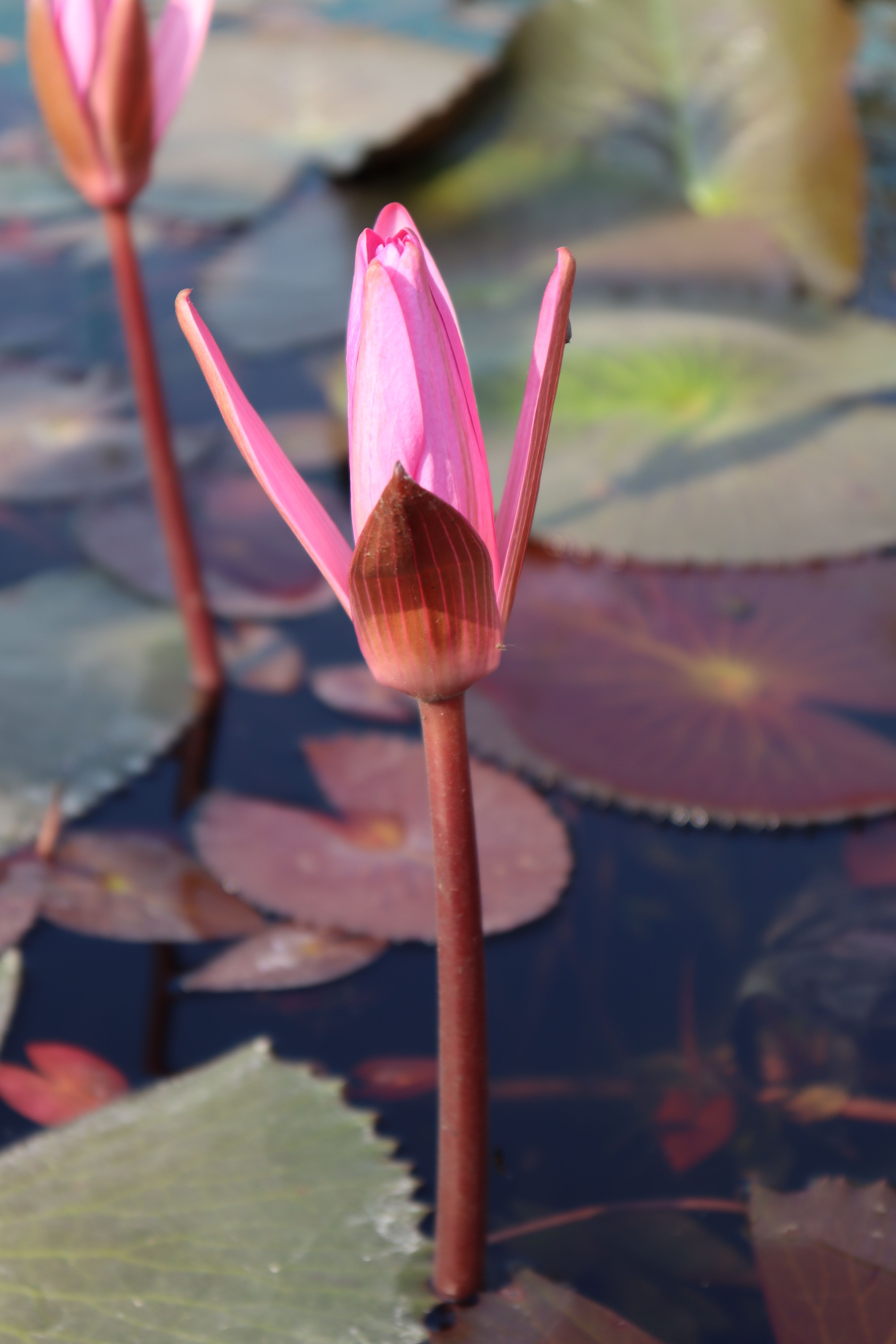 Pink Flower Buds above Water Surface · Free Stock Photo
