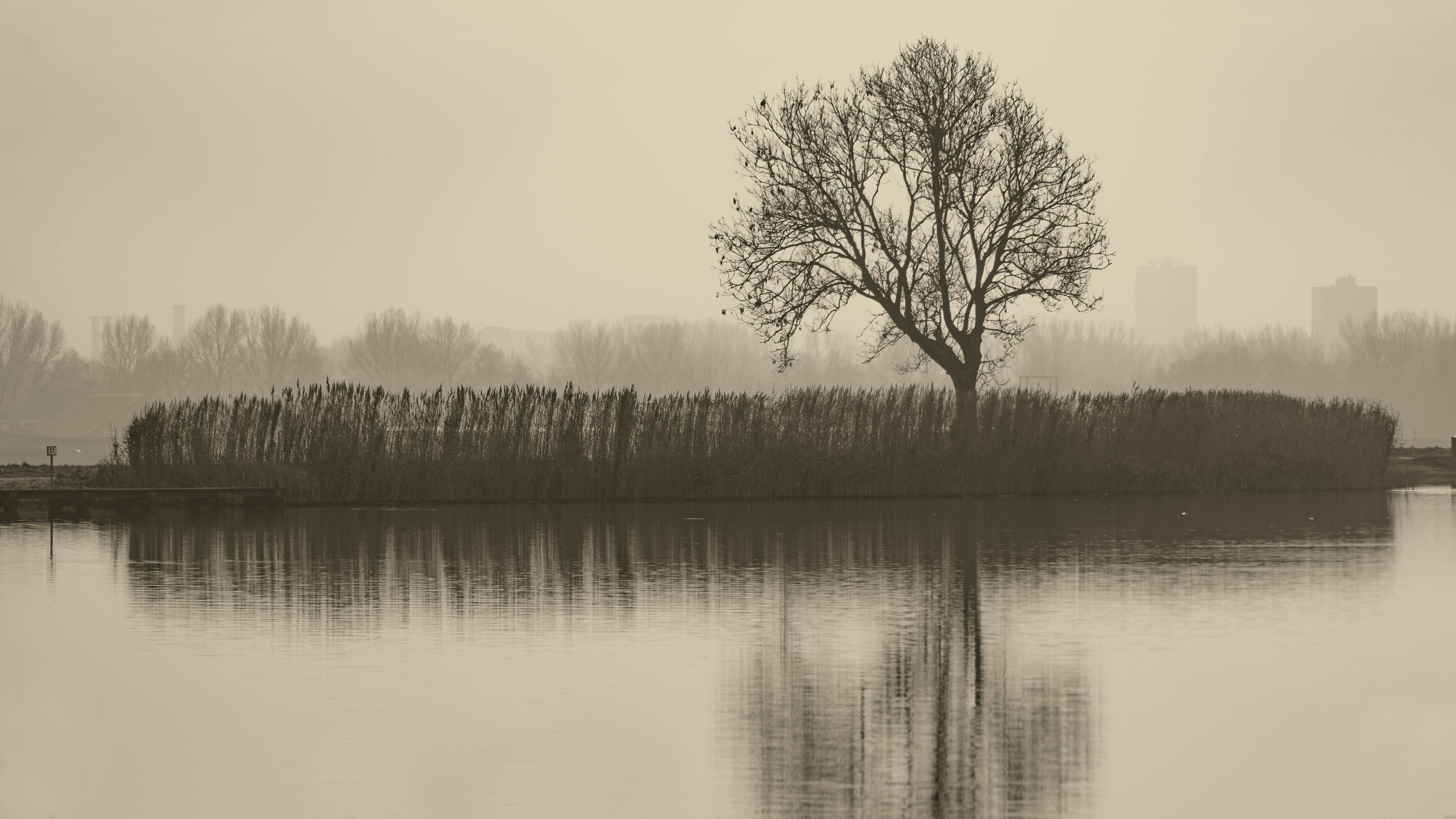 Tree reflected in Lake · Free Stock Photo