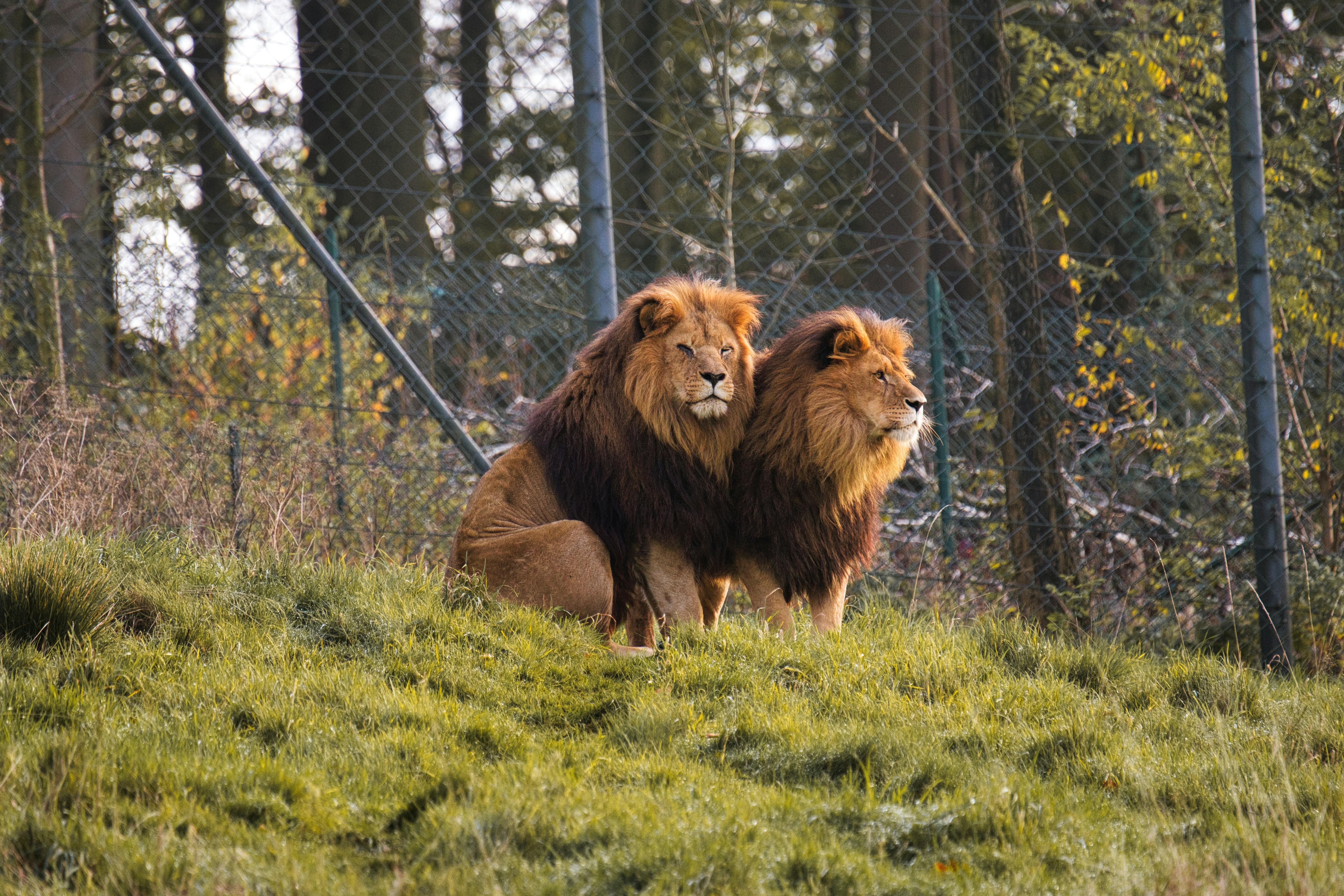 Lions Sitting Beside the Chain Link Fence · Free Stock Photo
