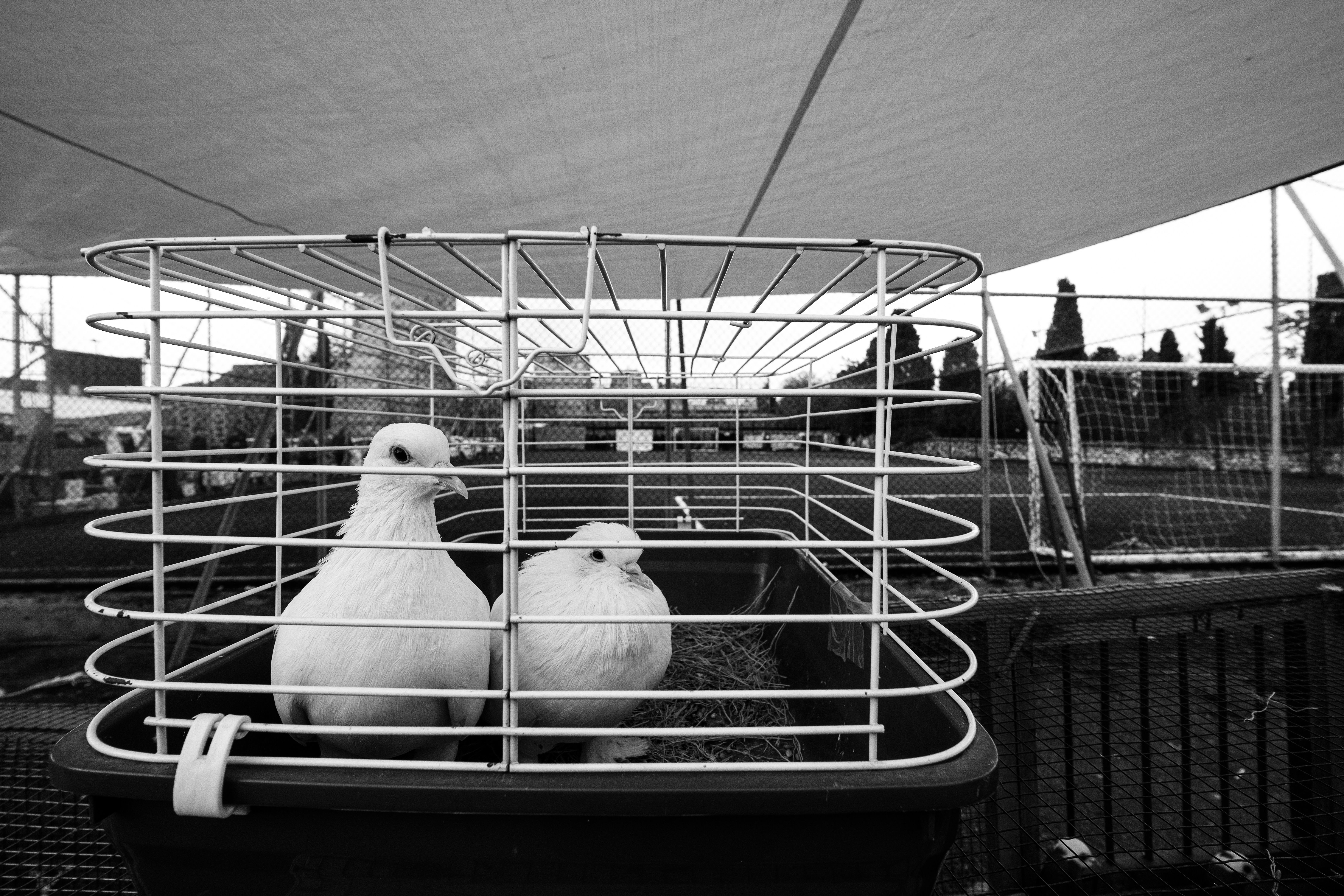 Grayscale Photo of Pigeons in a Cage · Free Stock Photo