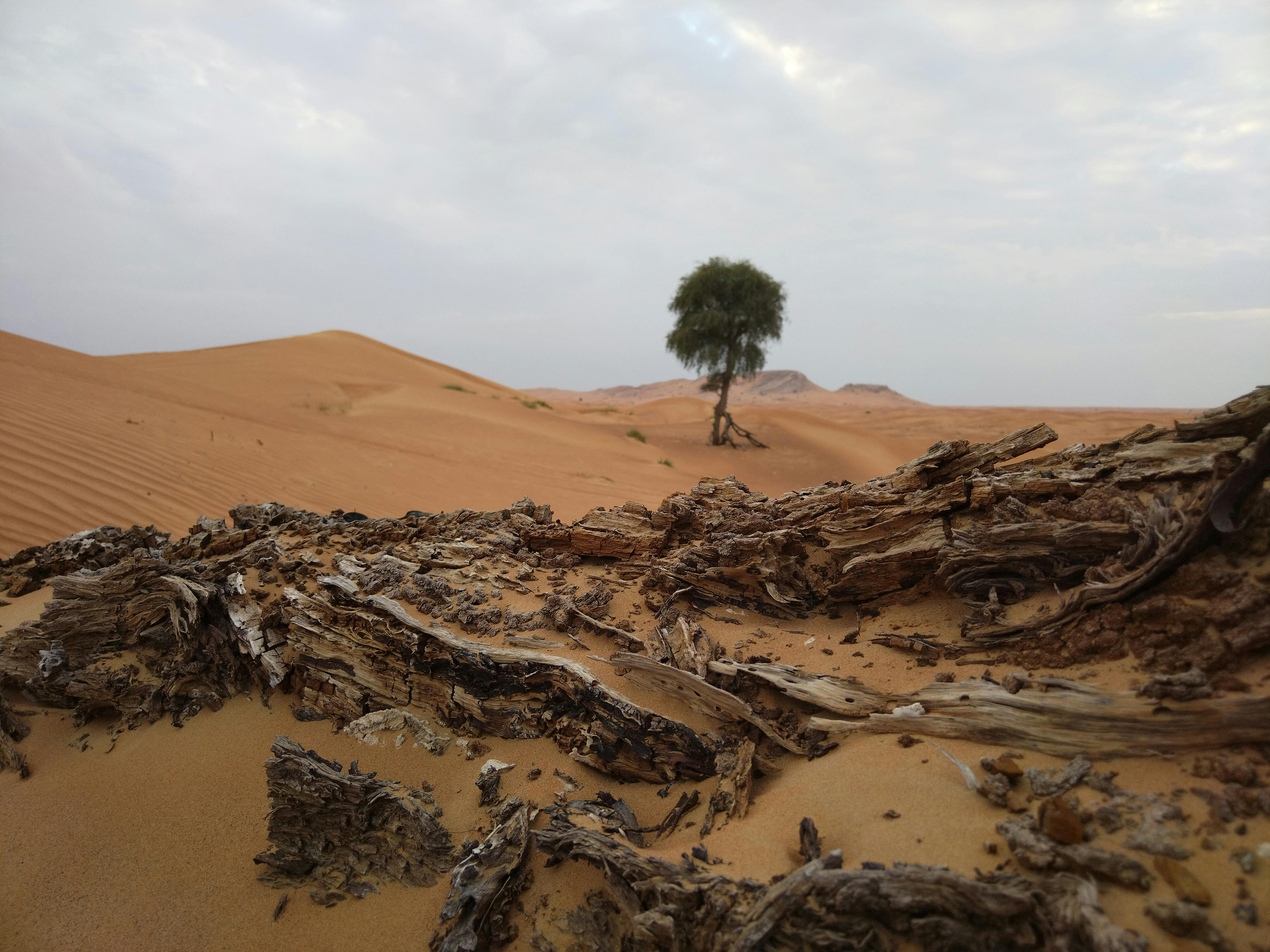 Plants on Desert Landscape · Free Stock Photo