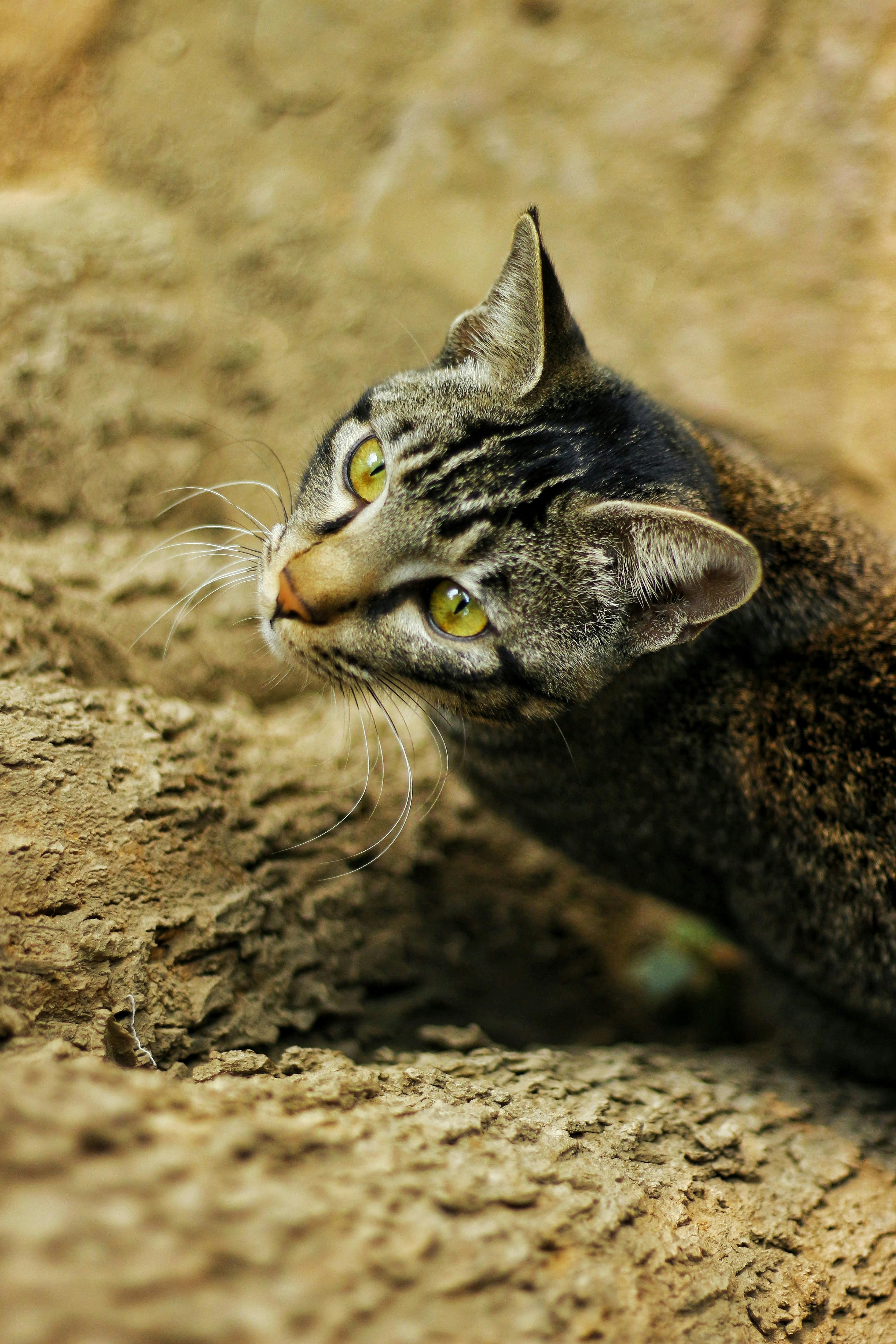 Cat Texture Photos, Download The BEST Free Cat Texture Stock Photos ...