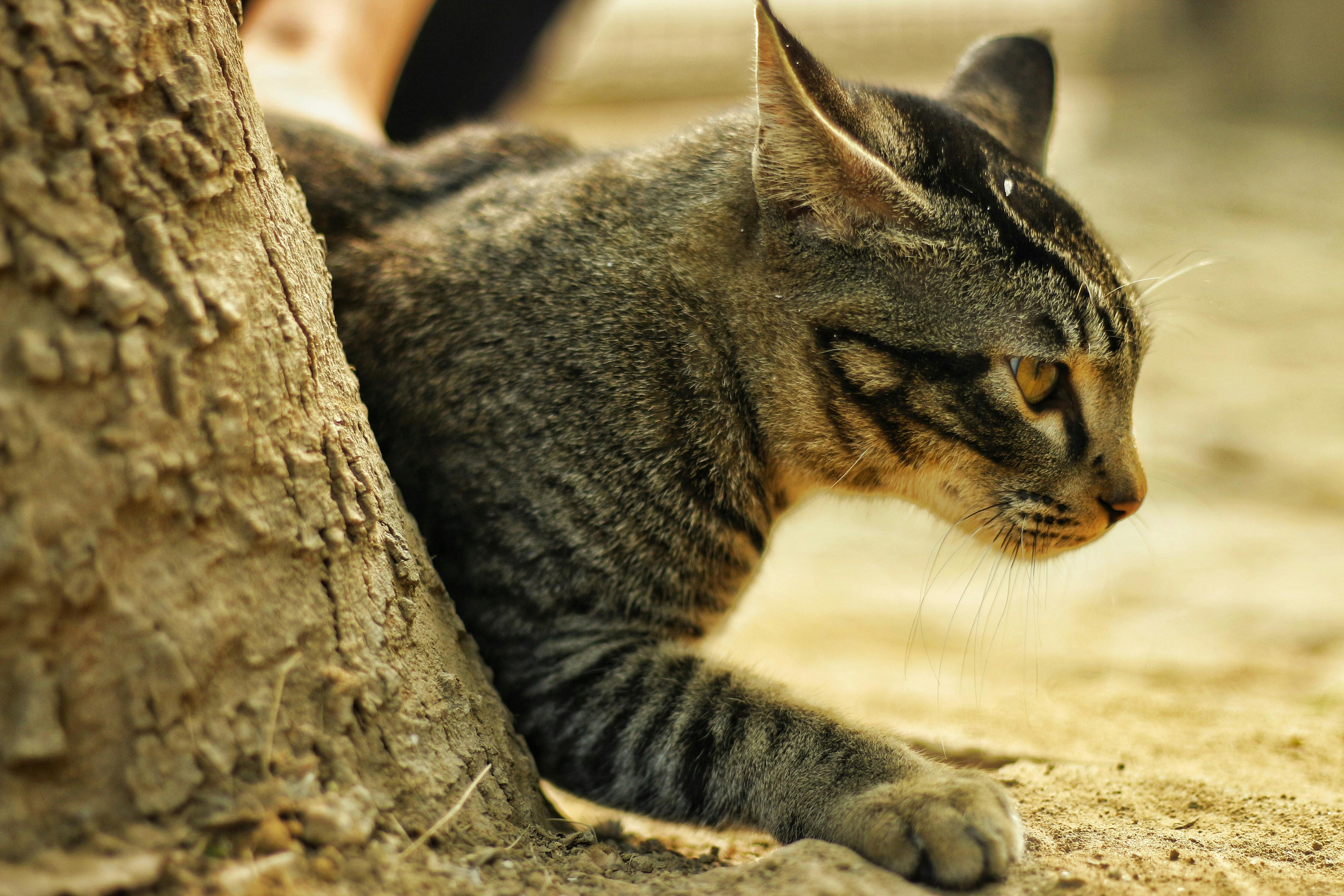 Indian Street Cat Photos, Download The BEST Free Indian Street Cat ...