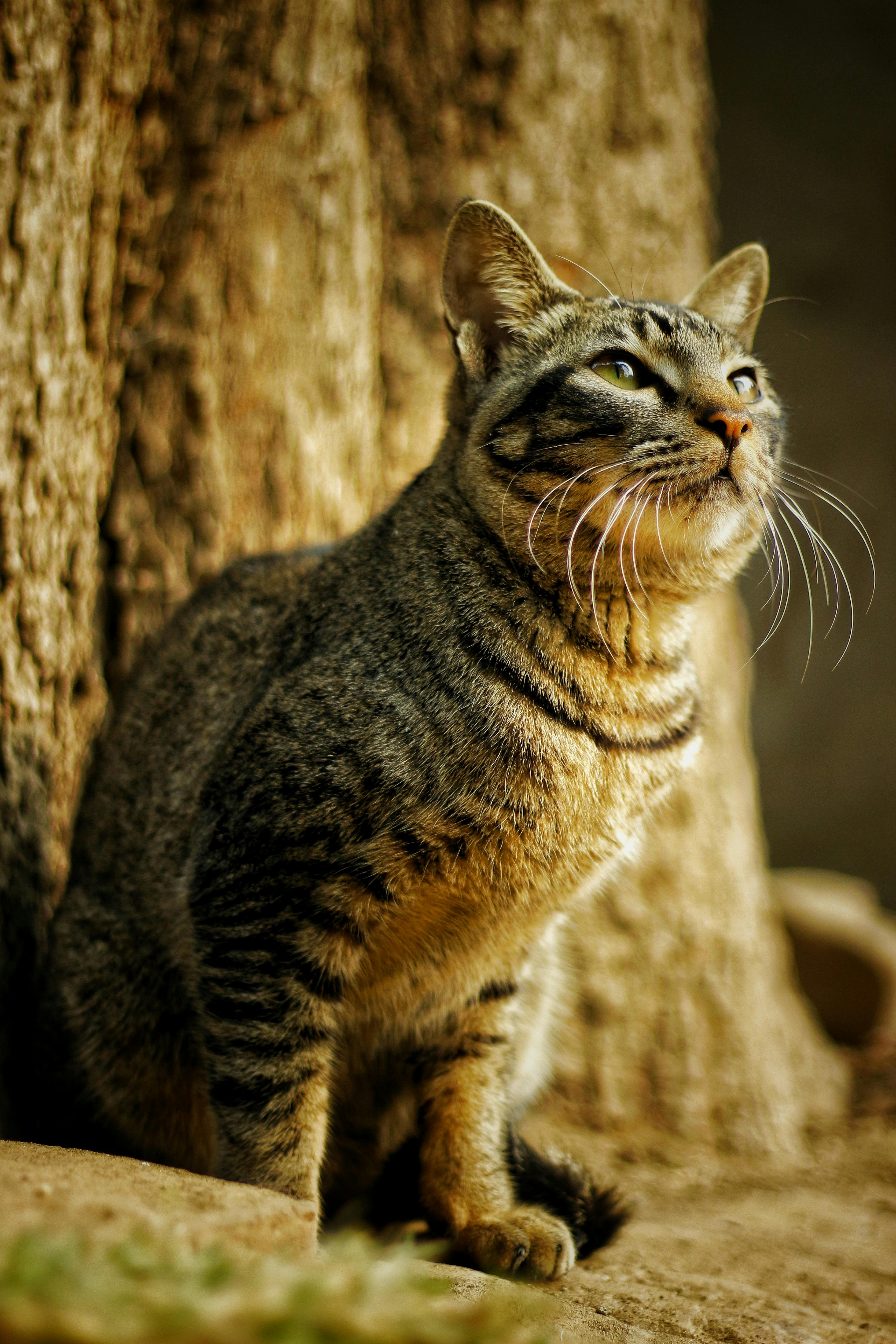 Cat Texture Photos, Download The BEST Free Cat Texture Stock Photos ...