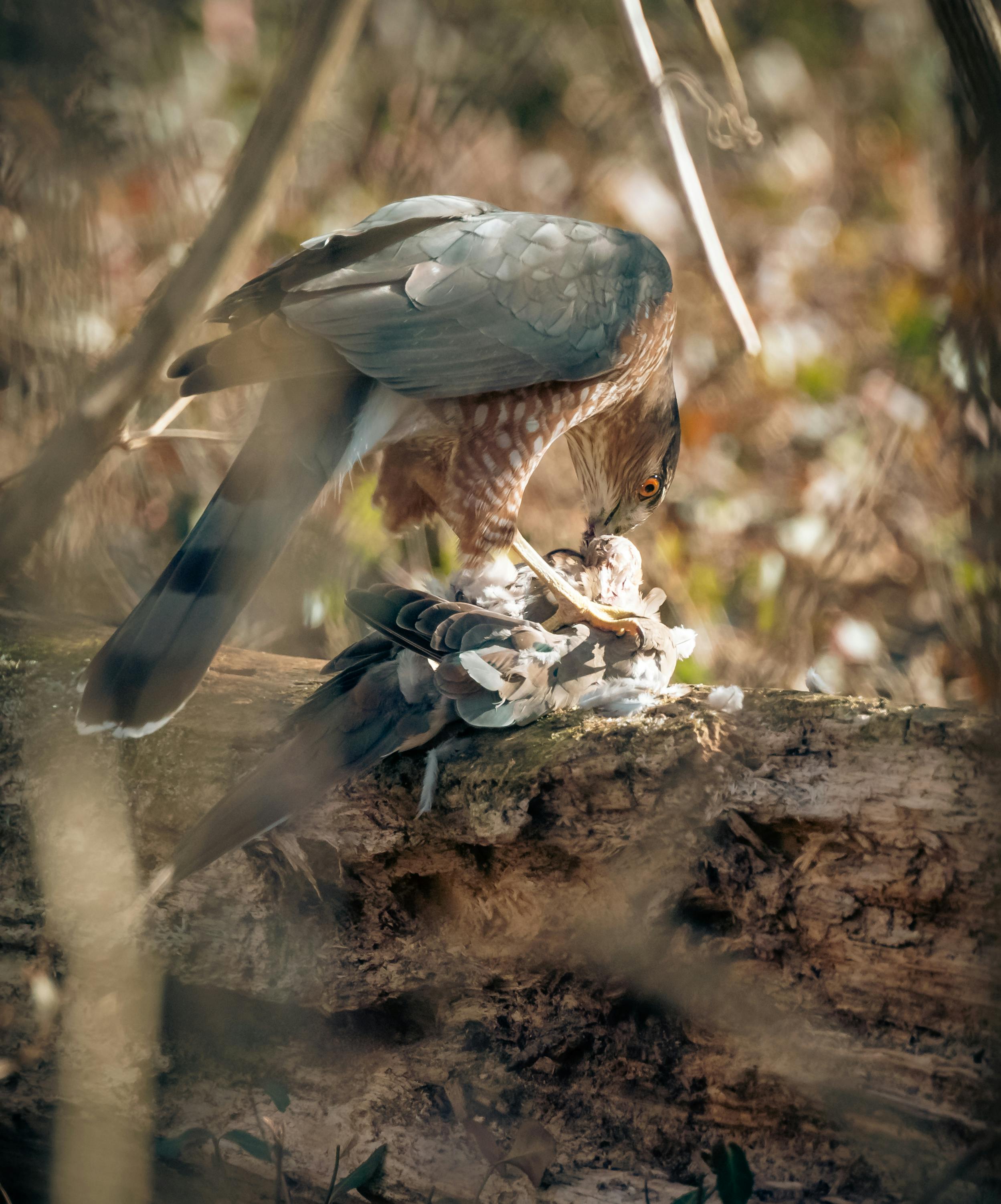 Hawks Photos, Download The BEST Free Hawks Stock Photos & HD Images