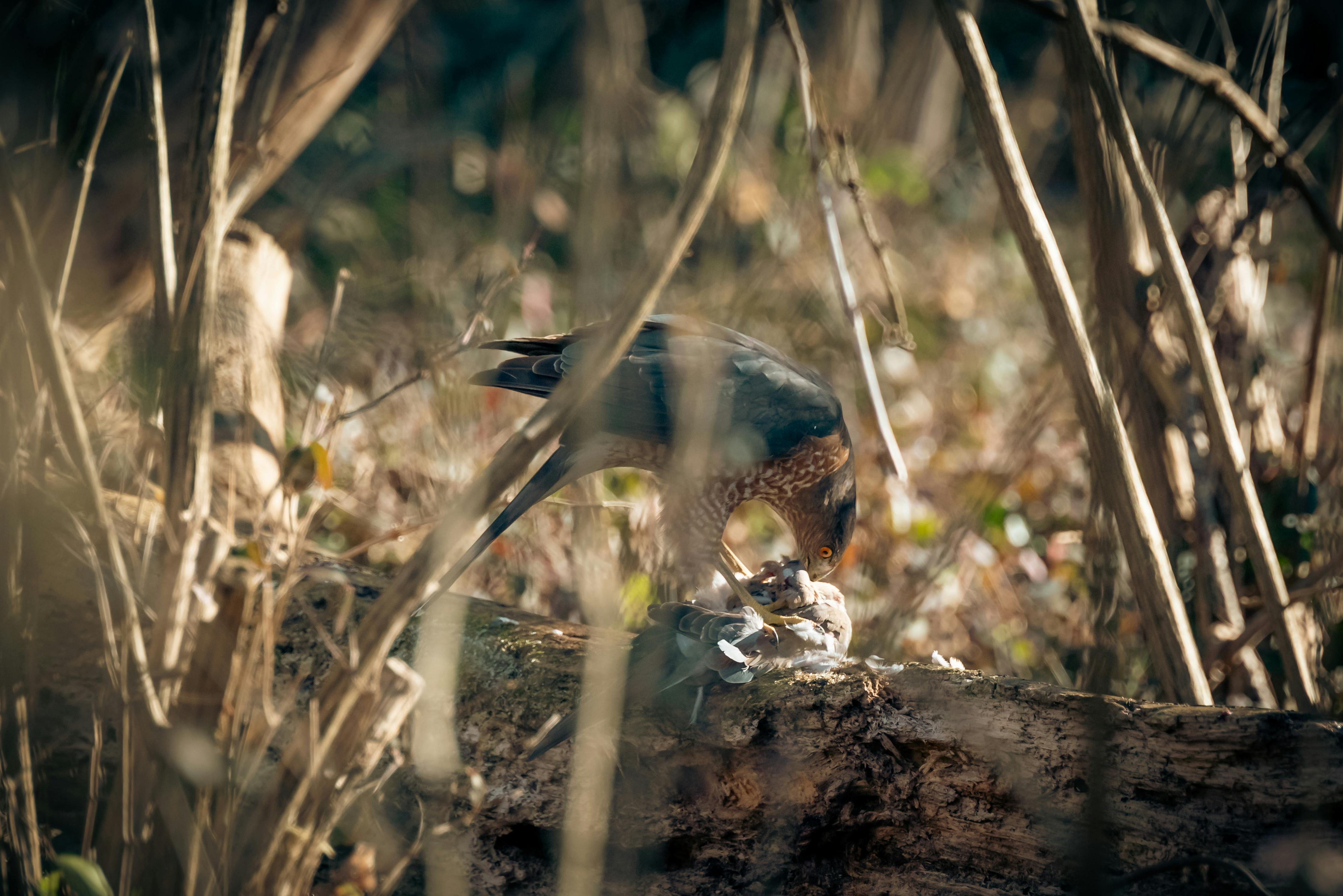 Hawk Flying over Grass · Free Stock Photo