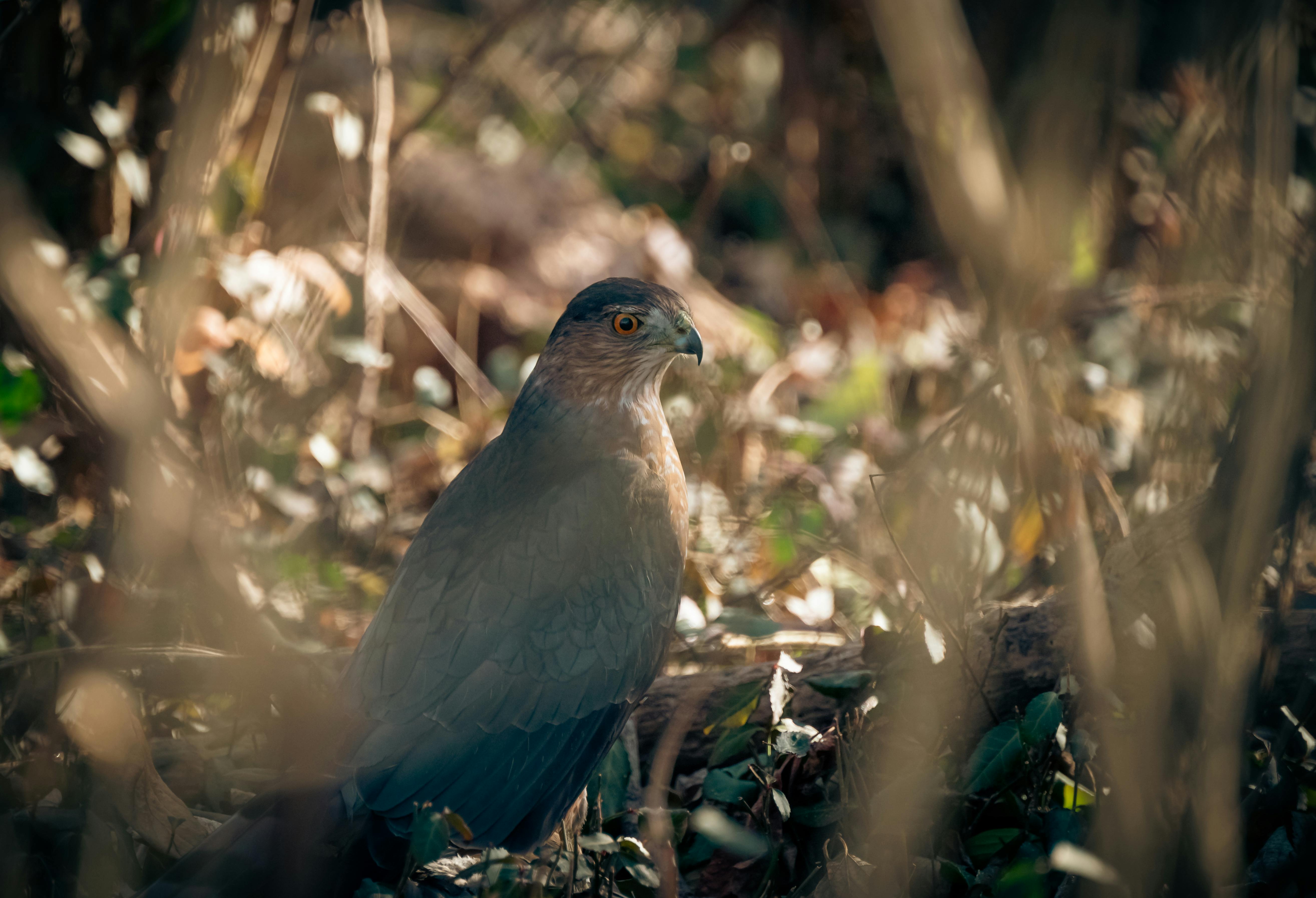 Close Up Photo of Hawk on Tree Trunk · Free Stock Photo