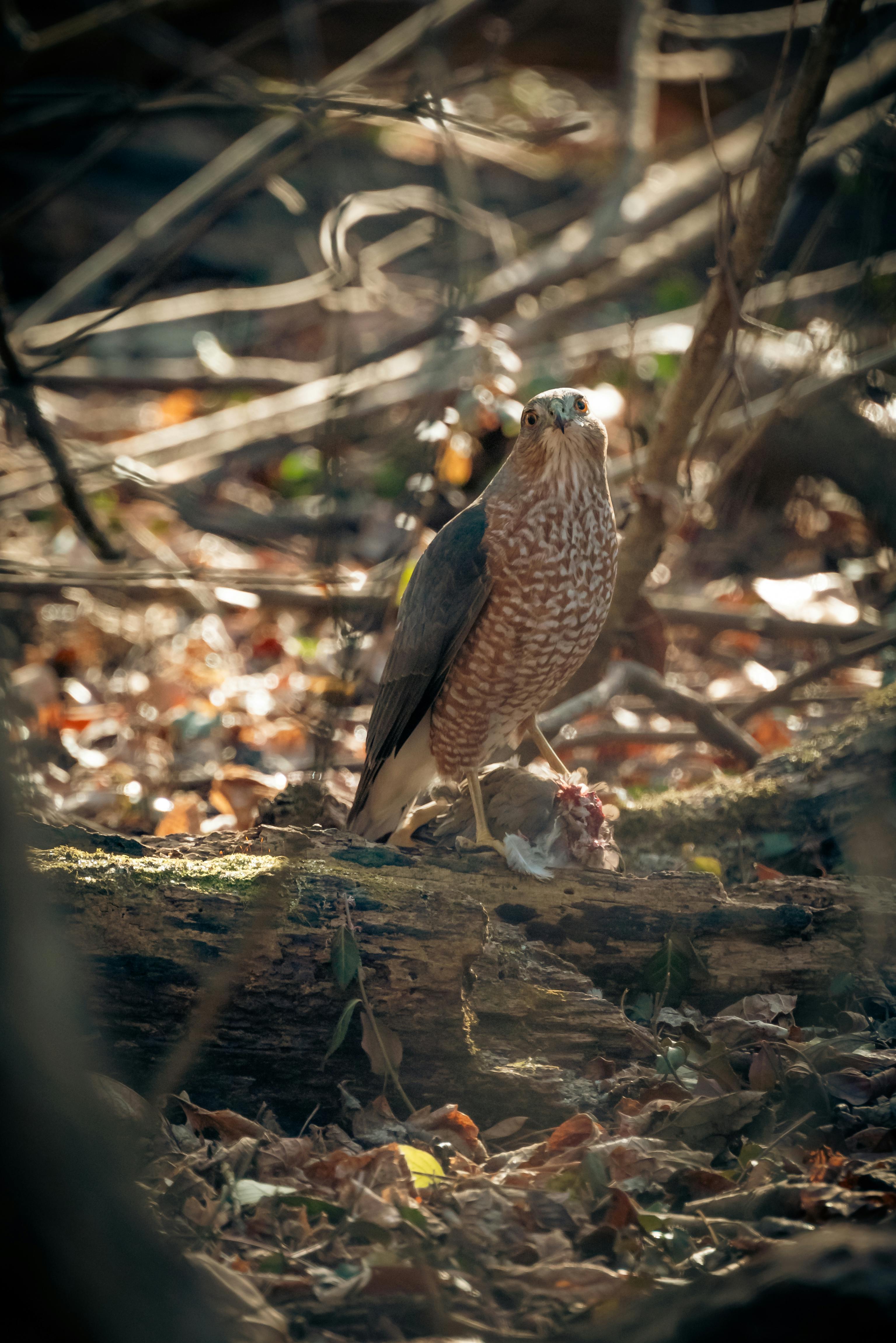 Close Up Photo of Hawk on Tree Trunk · Free Stock Photo