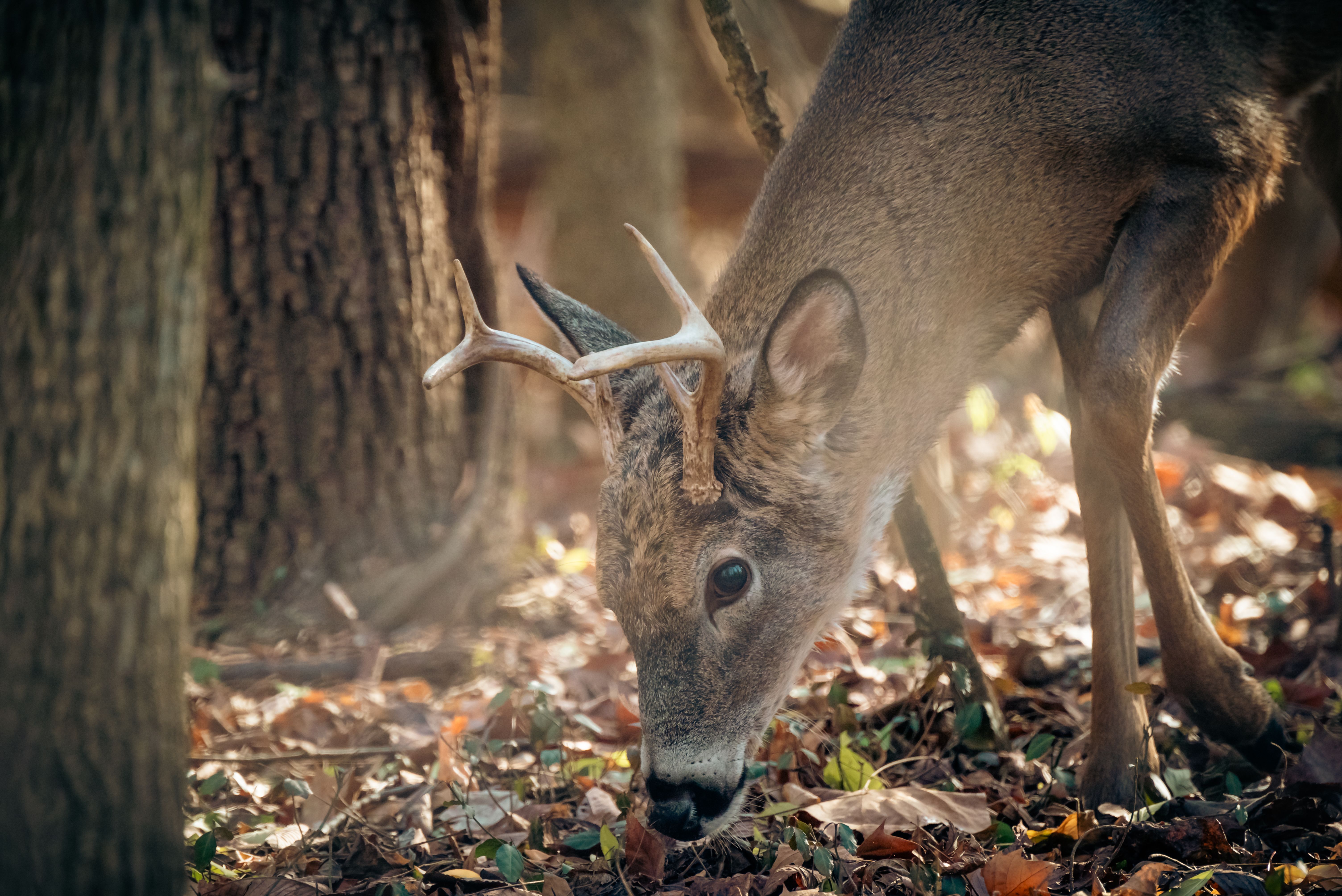 Close-up Photography of Deer · Free Stock Photo