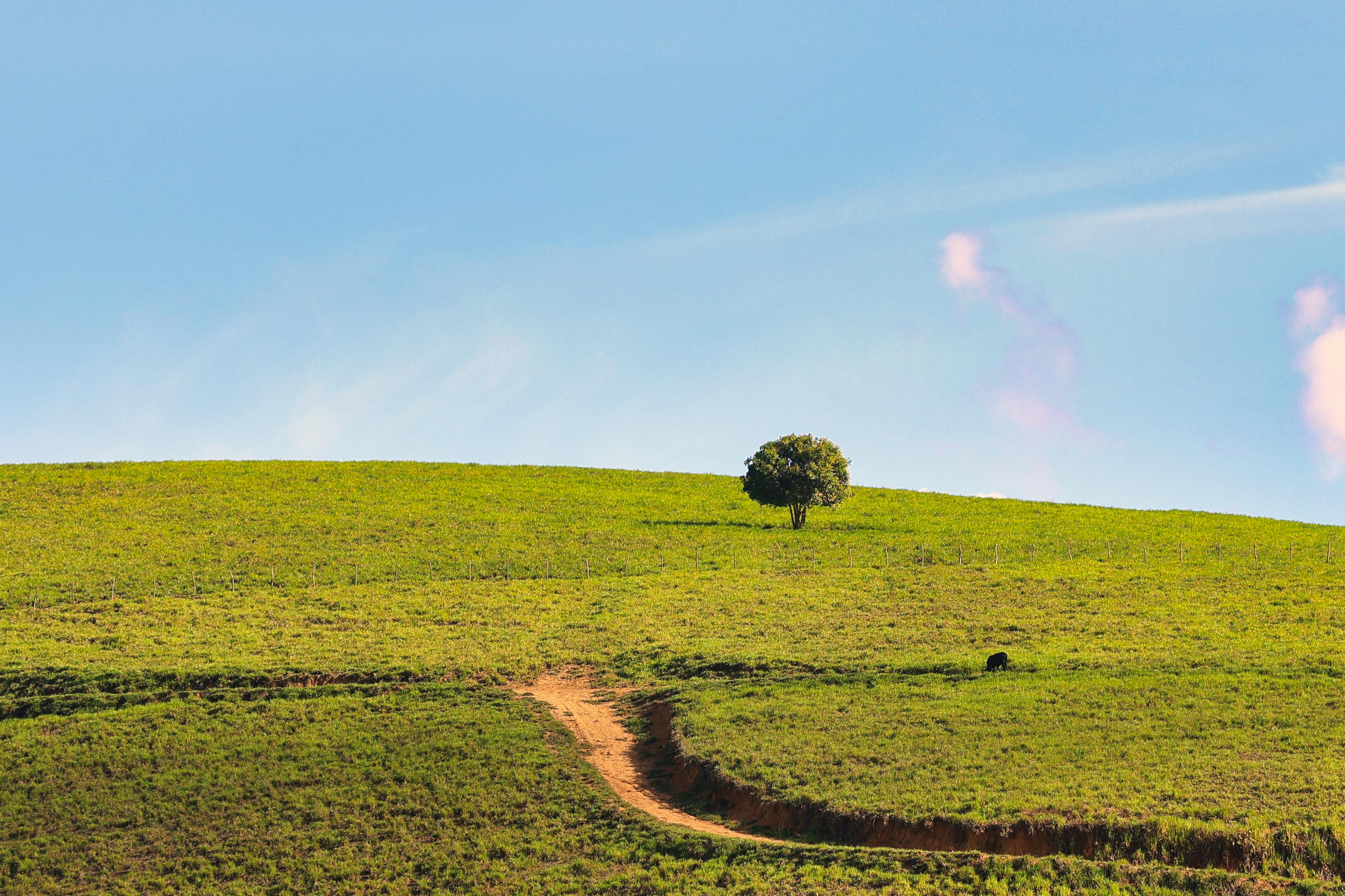 Foto stok gratis tentang alam, fotografi alam, padang rumput, pohon ...