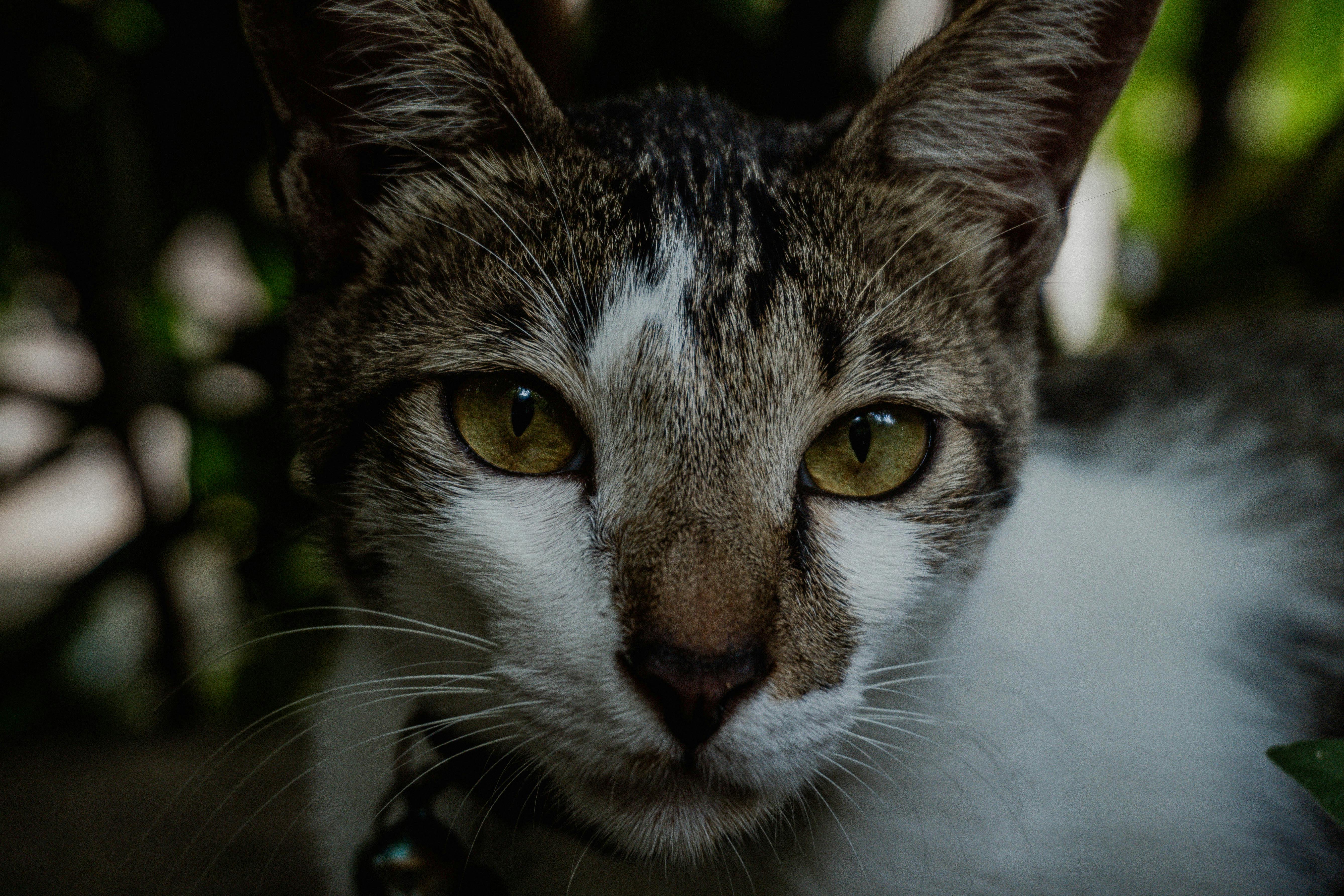 Cat Image Photos, Download The BEST Free Cat Image Stock Photos & HD Images