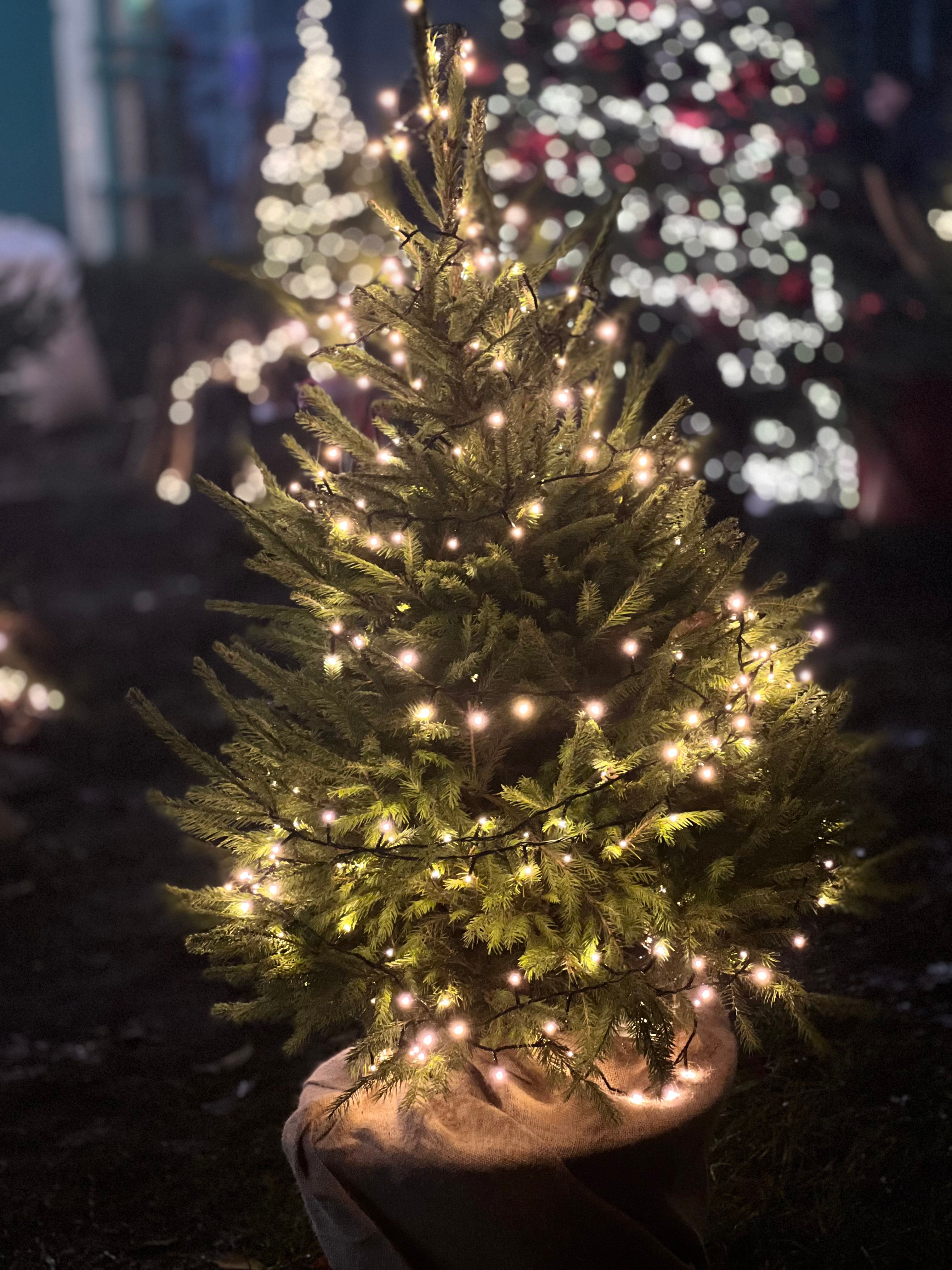Pine Tree with Christmas Lights · Free Stock Photo