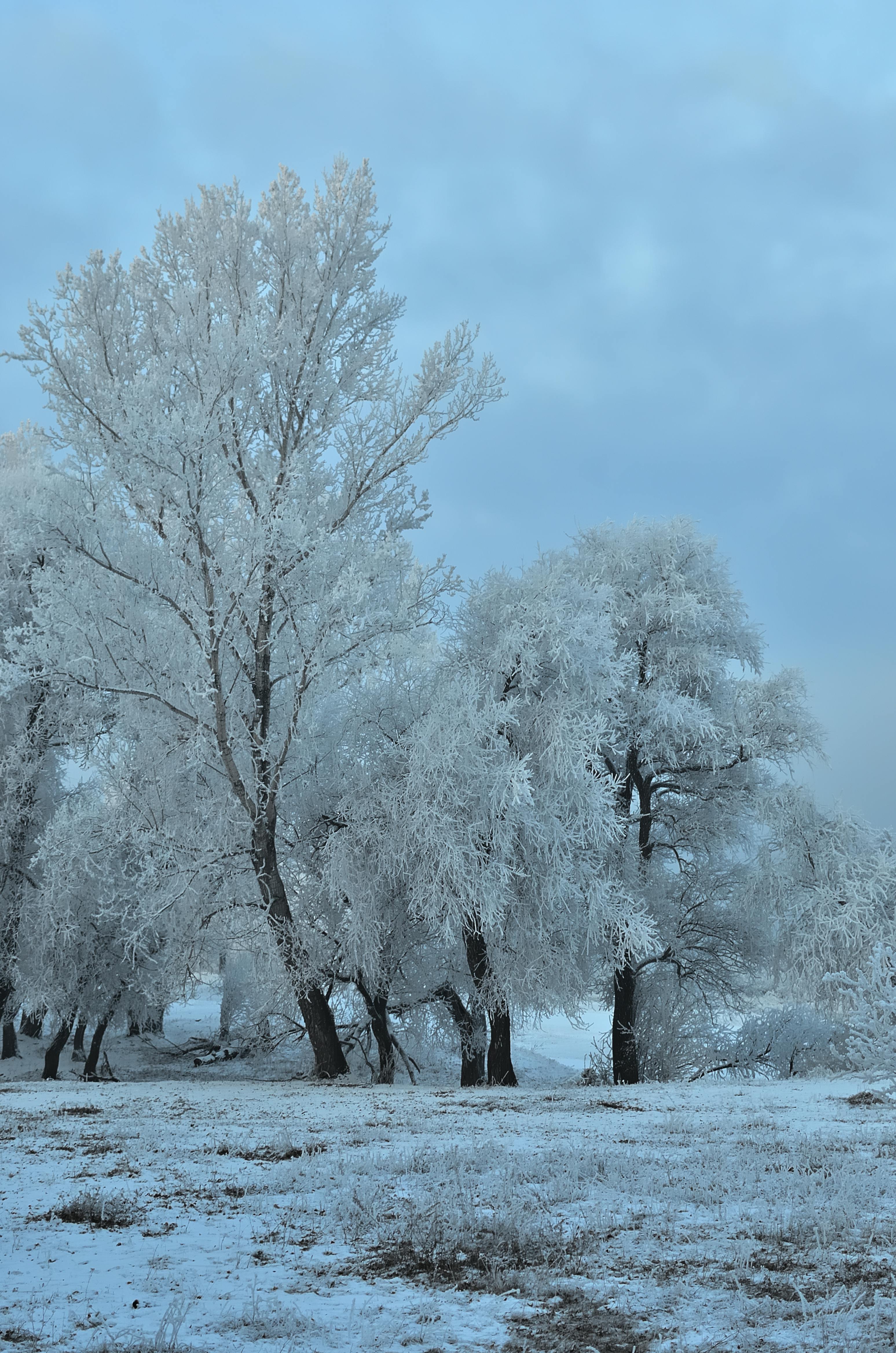 Trees on Grass Field during Winter · Free Stock Photo