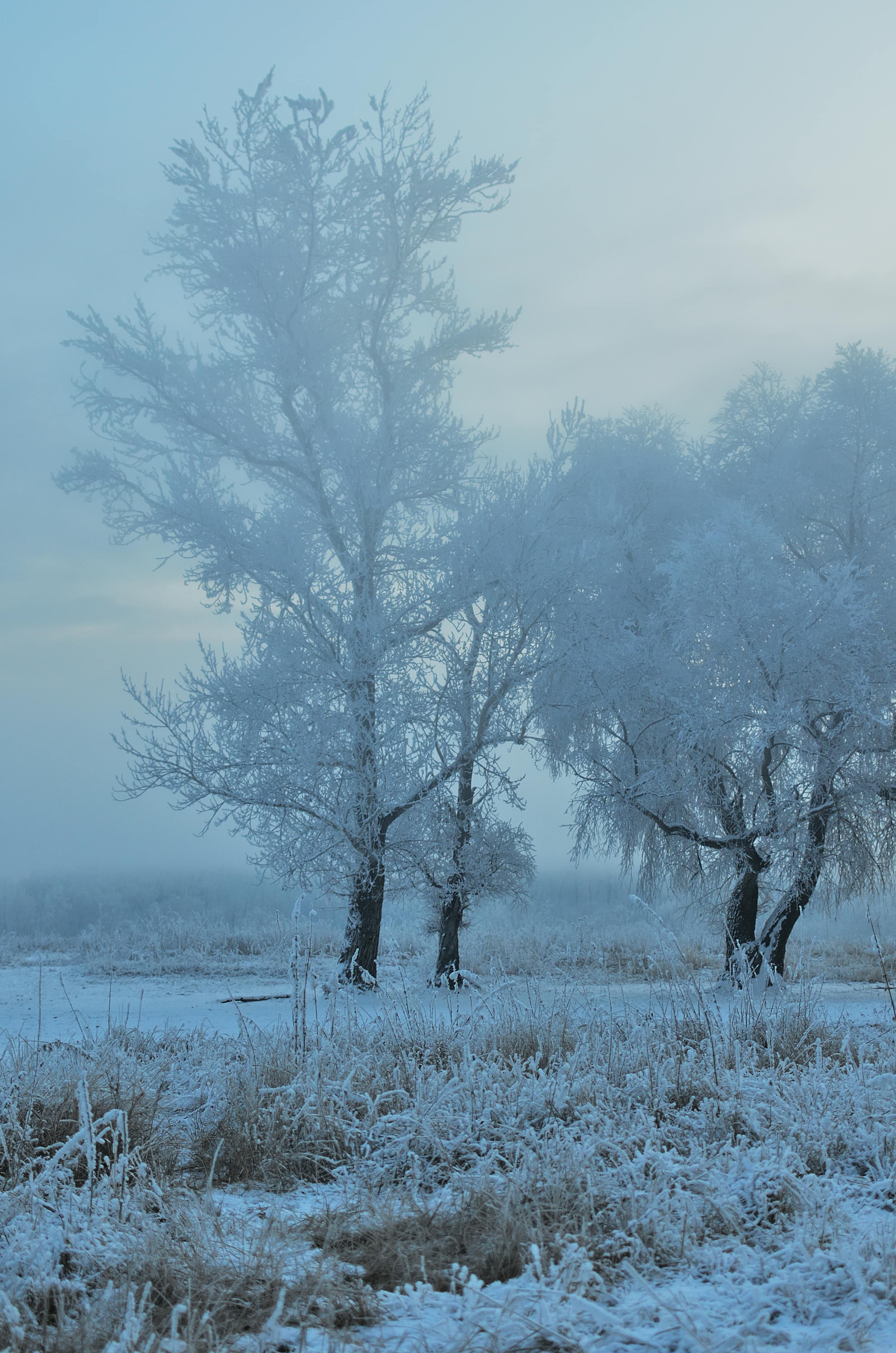 Snow Covered Trees During Winter · Free Stock Photo