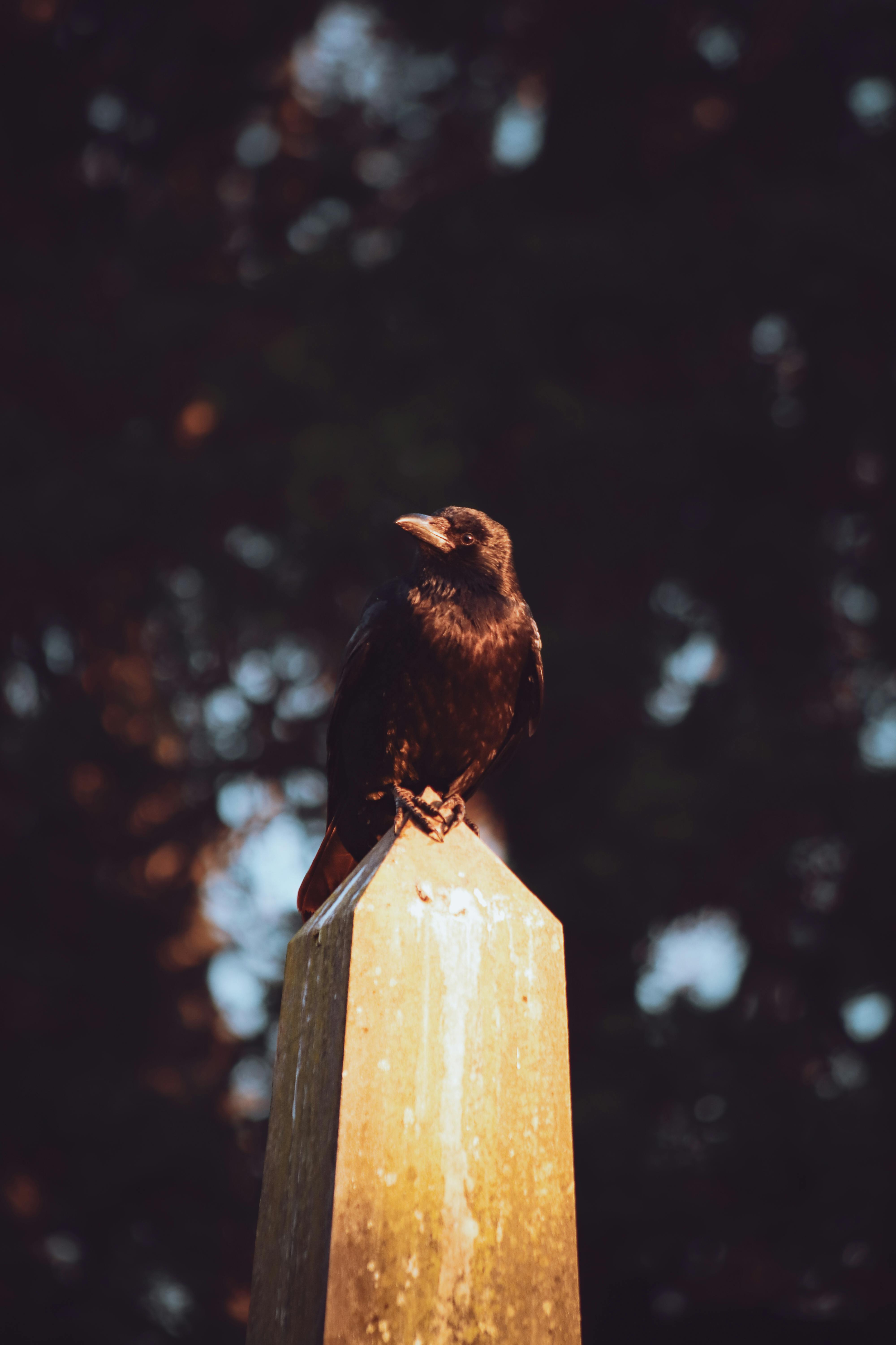 Crow Perching on Wooden Pile · Free Stock Photo
