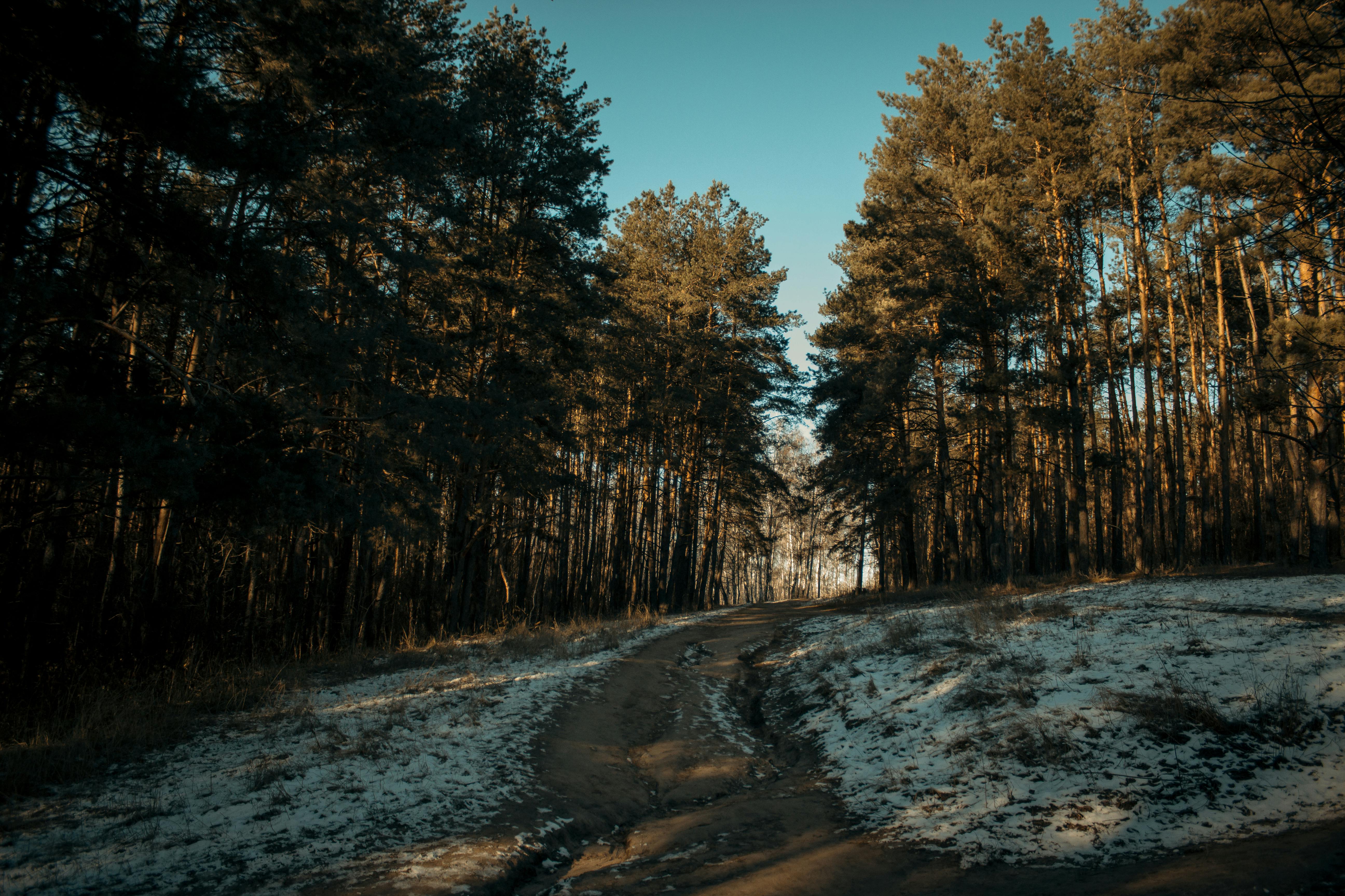 Road in Between Trees · Free Stock Photo