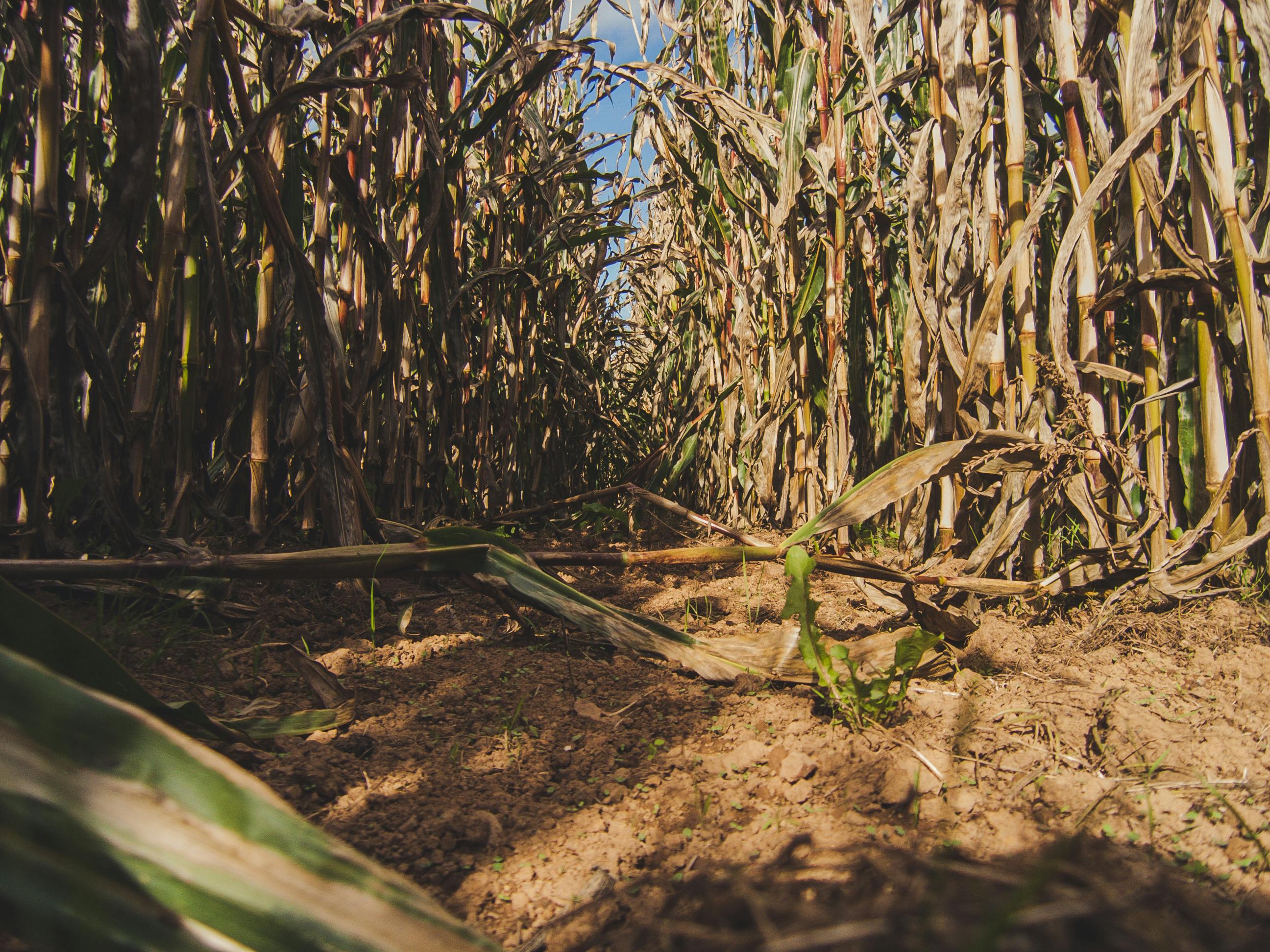 Free stock photo of mais