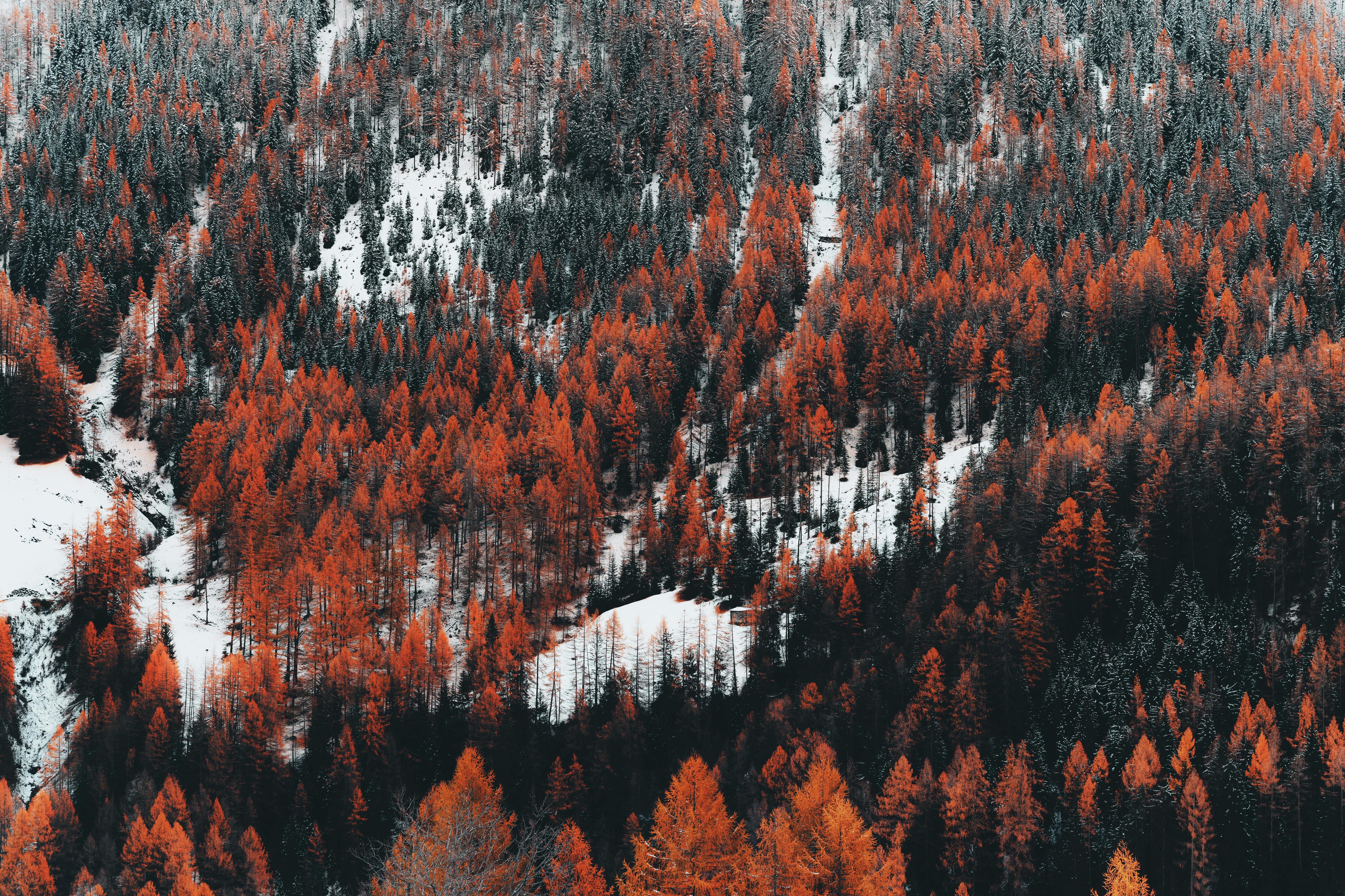 Orange Trees on Snow Covered Ground · Free Stock Photo